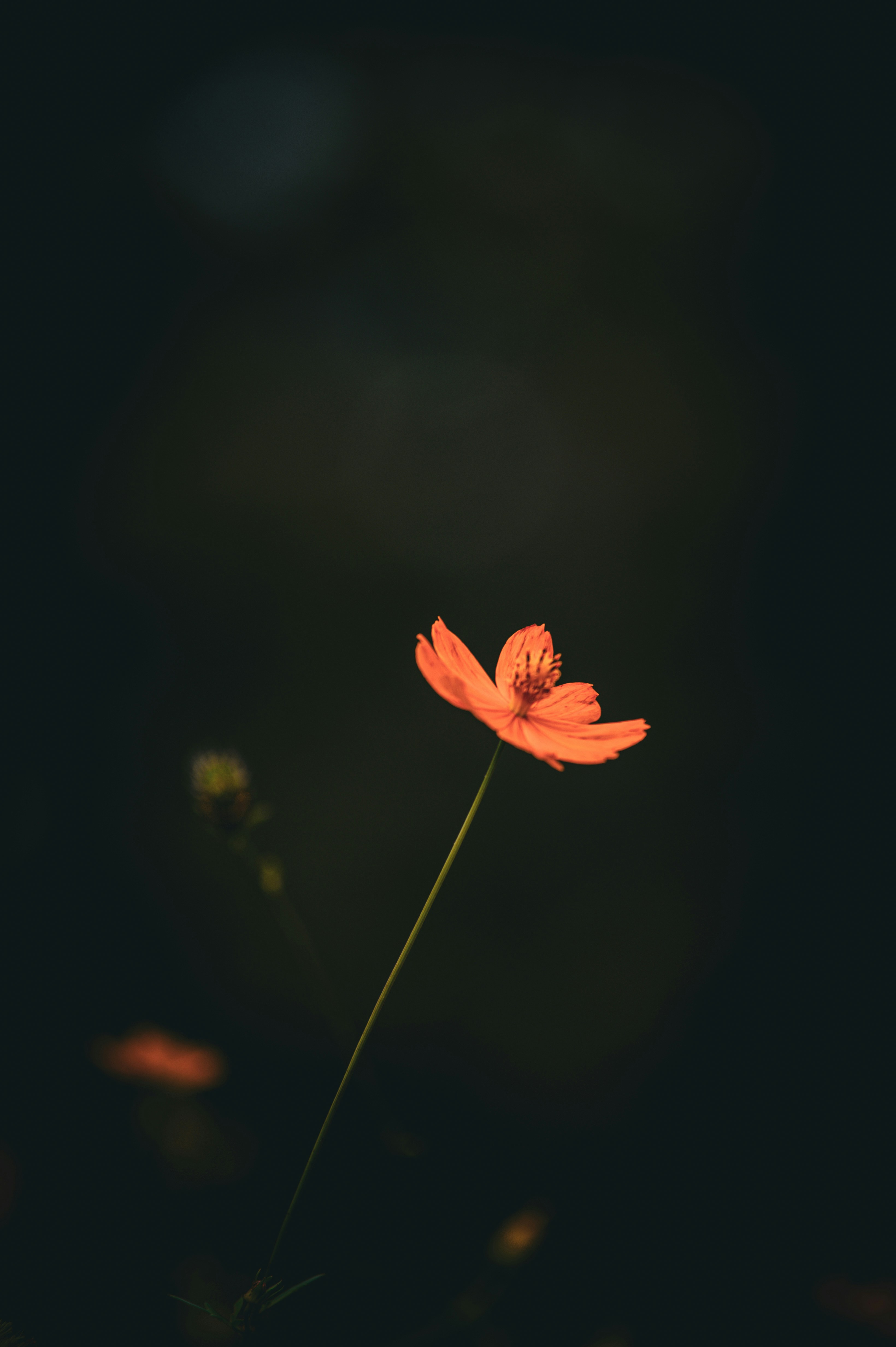 Lone Blossom in the Shadows