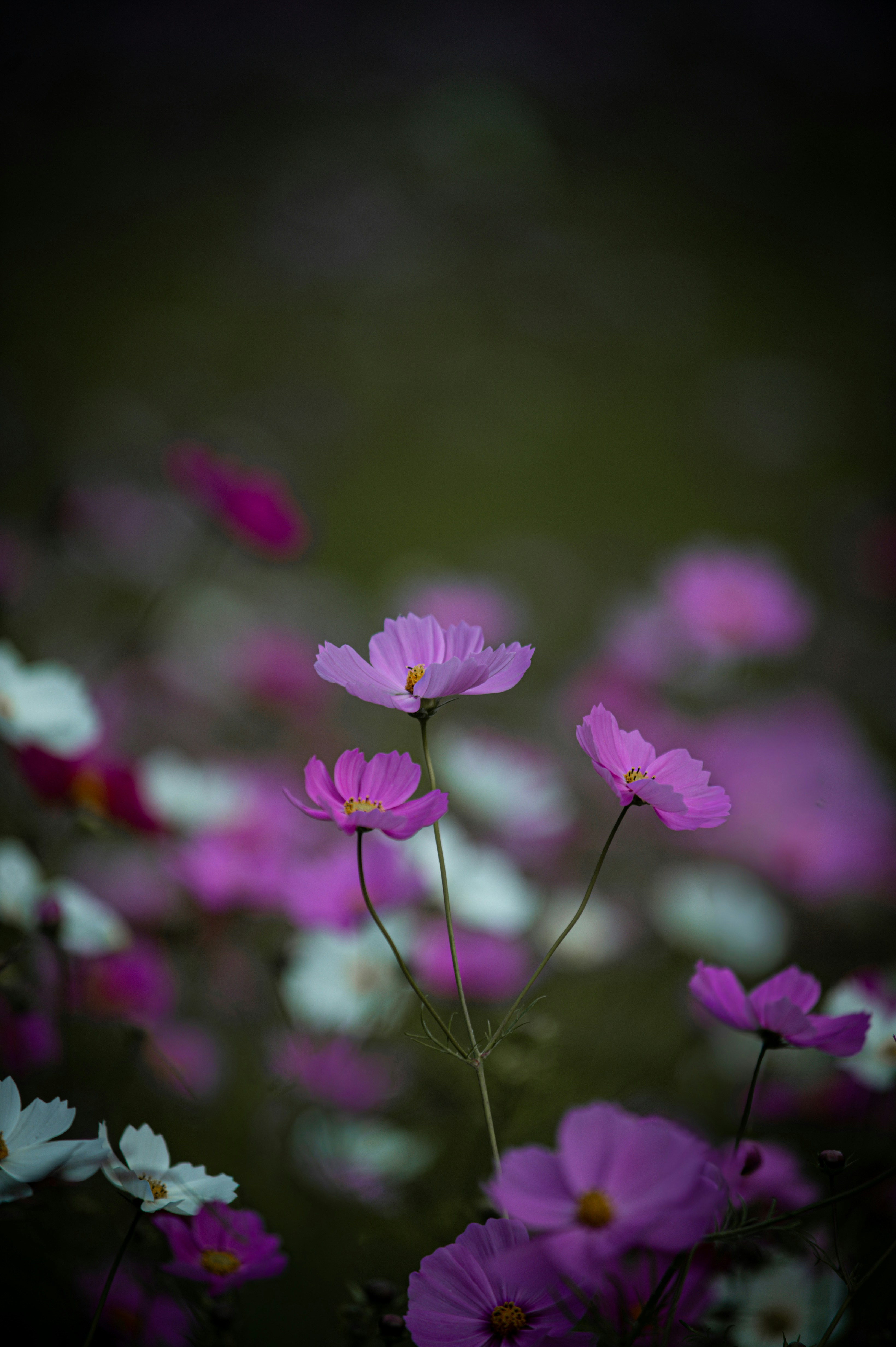 Whispers of Blooming Cosmos
