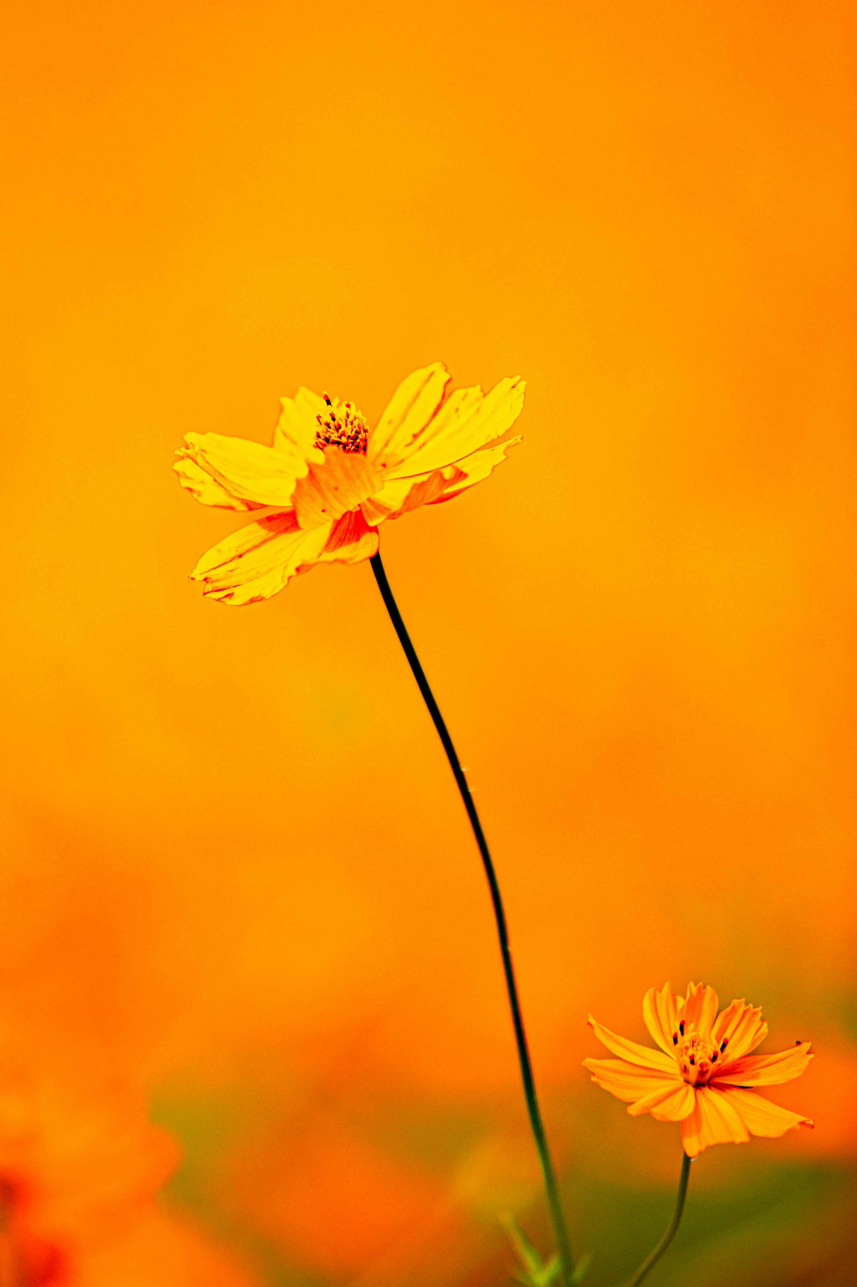 Golden Blossoms Against a Radiant Canvas