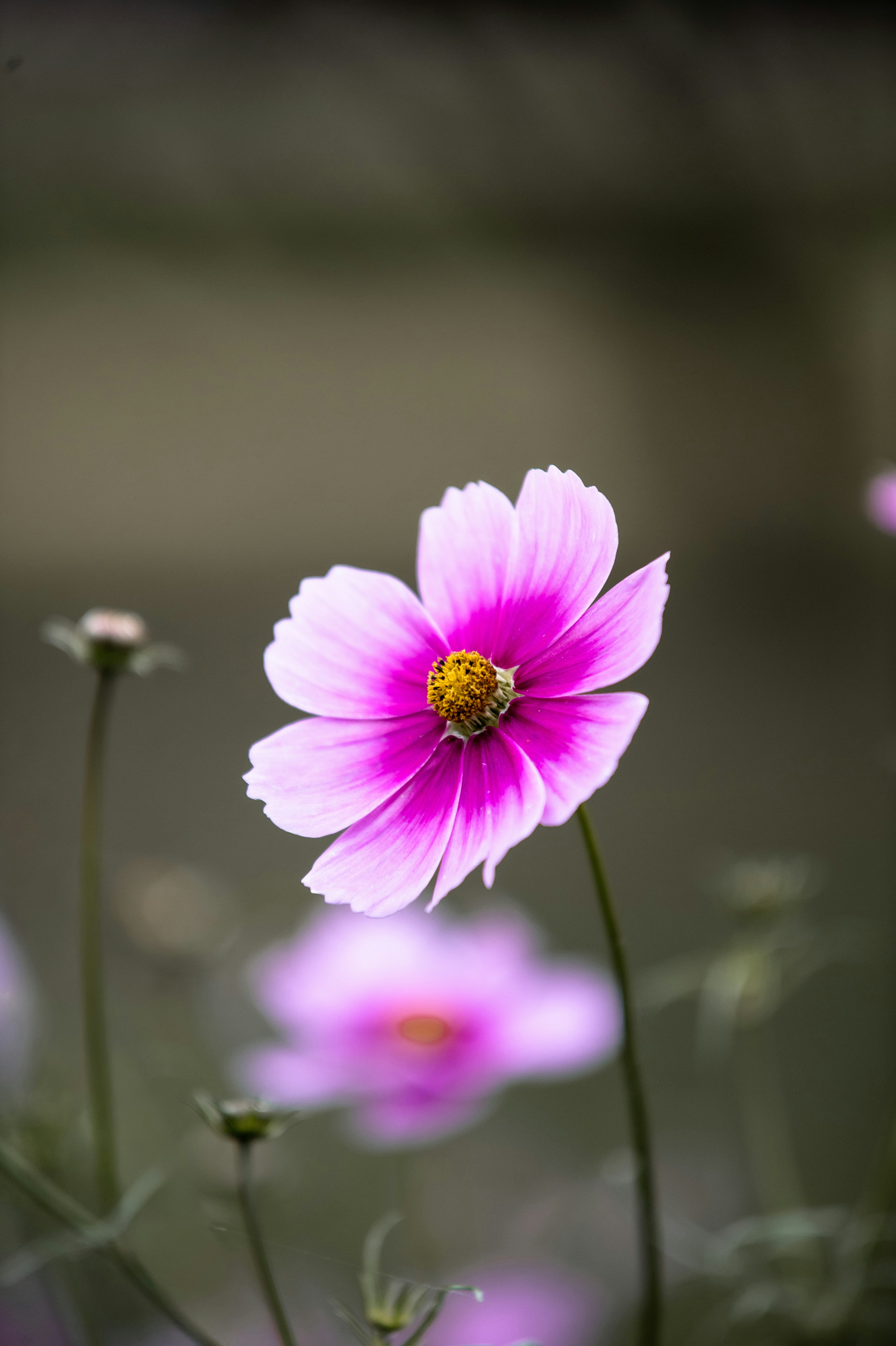 Whispers of Spring: The Cosmos Blossom