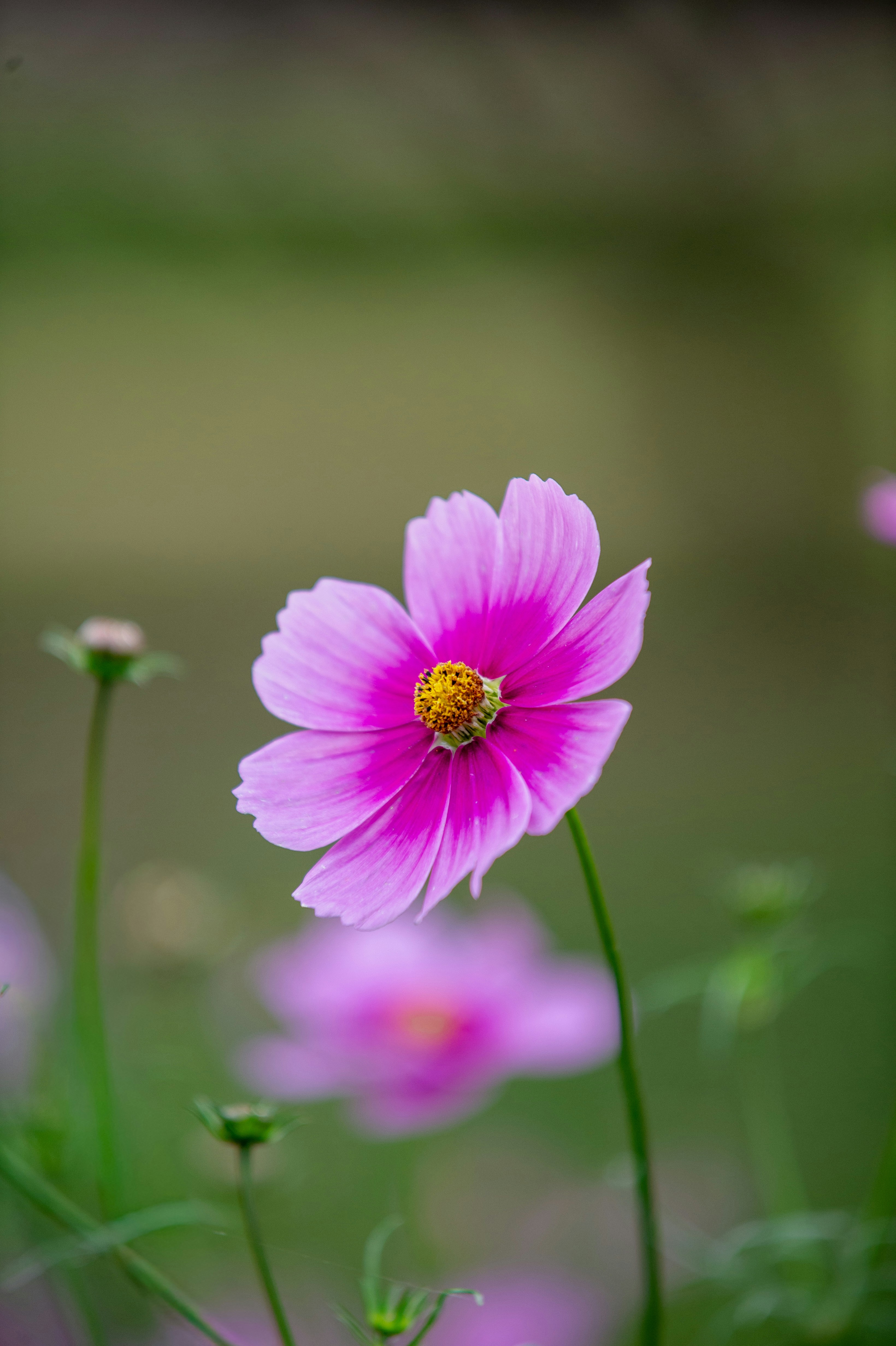 Whispers of Spring: The Pink Cosmos Blossom