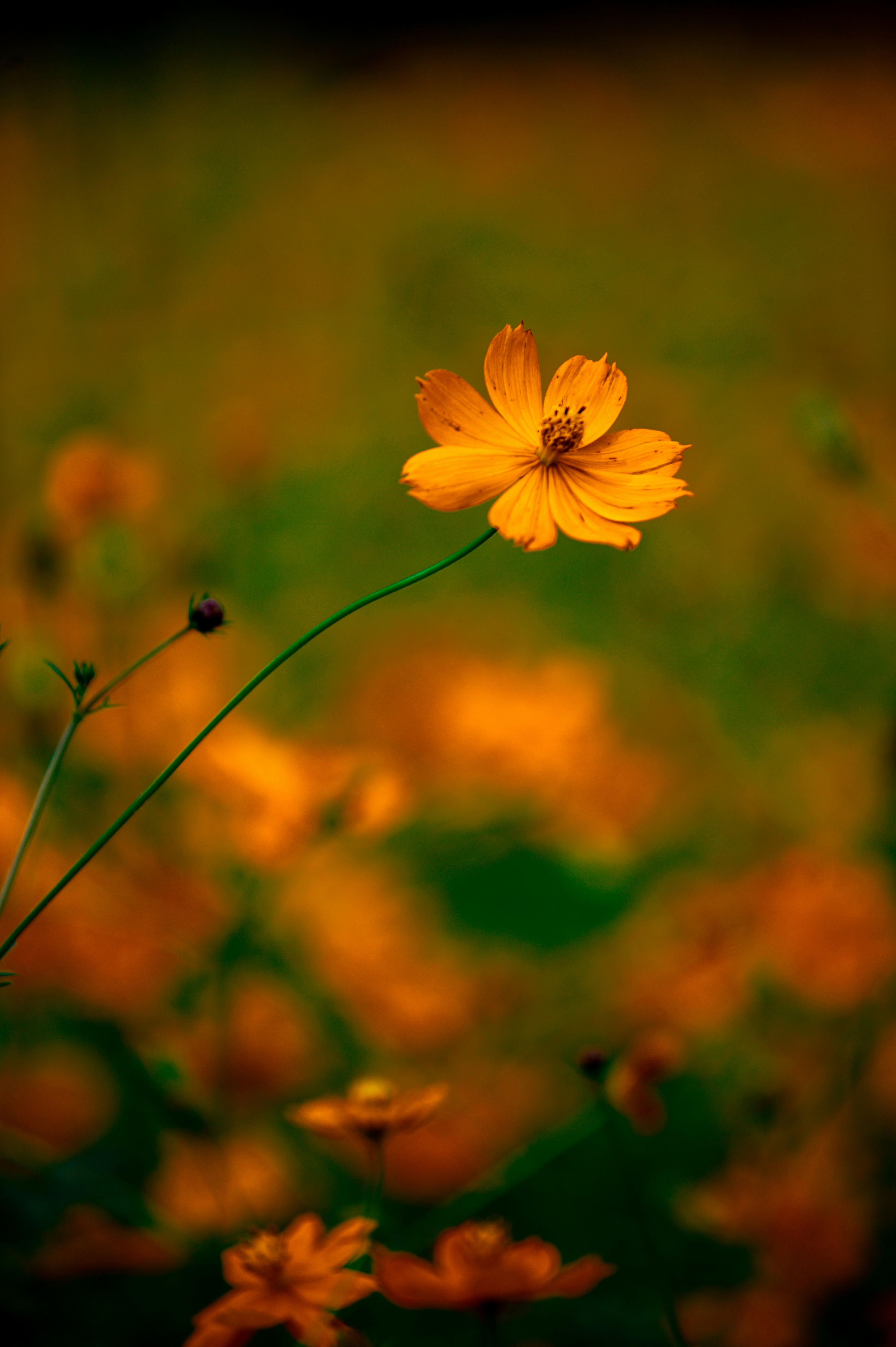 Golden Blossom Amidst a Sea of Color