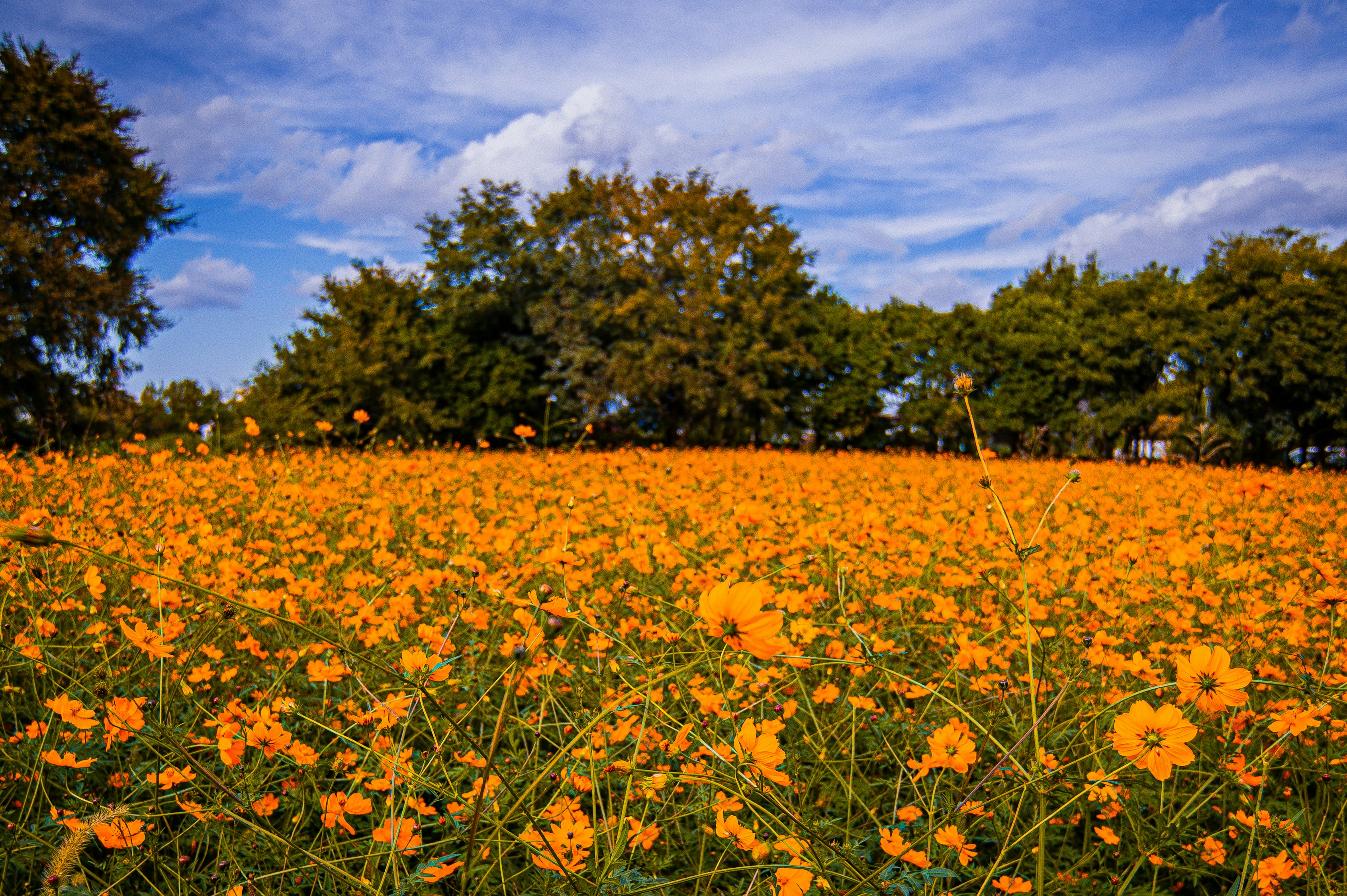 Golden Horizon: A Field of Sunshine