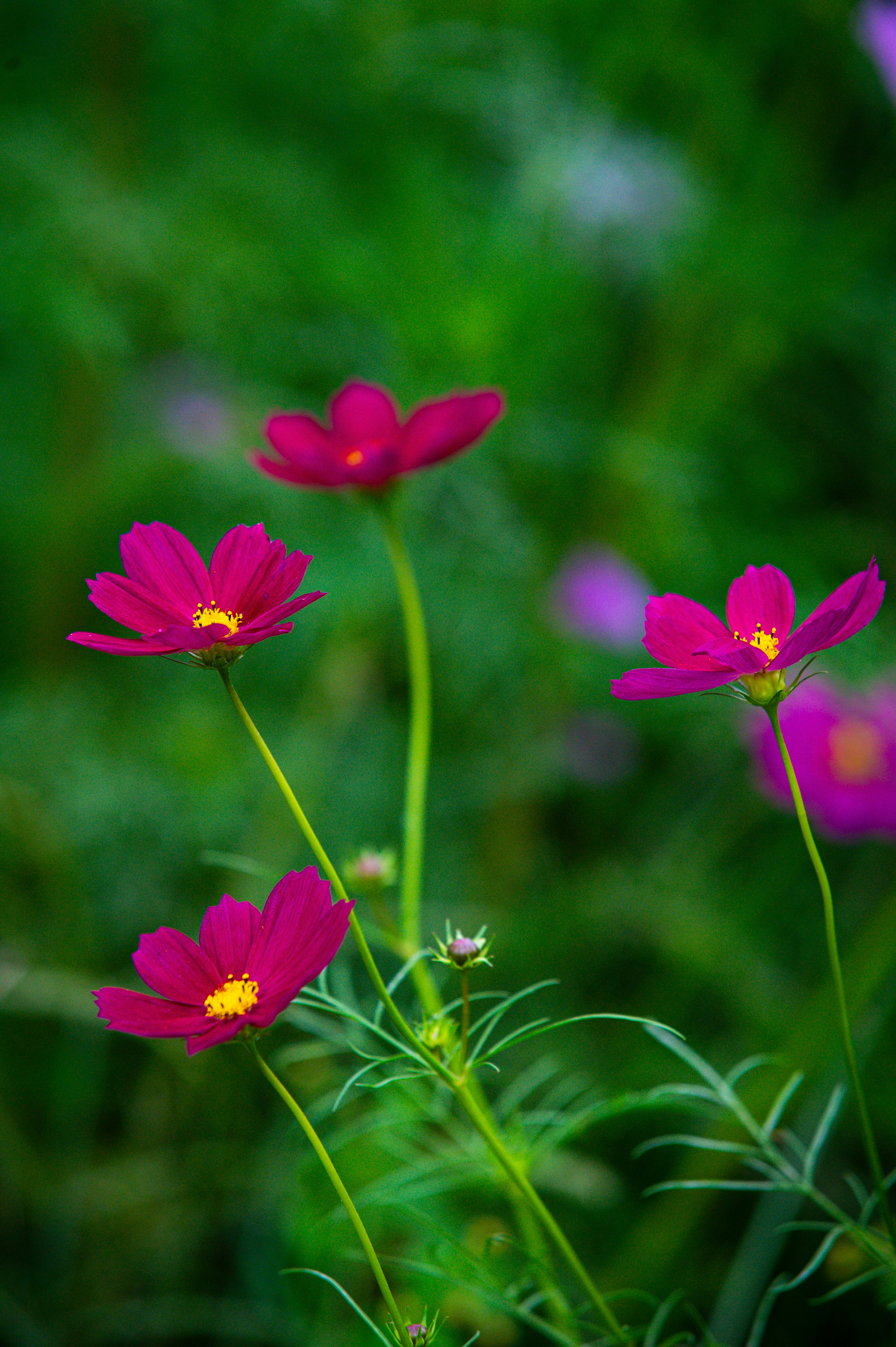 Whispers of Nature: The Dance of Cosmos Flowers
