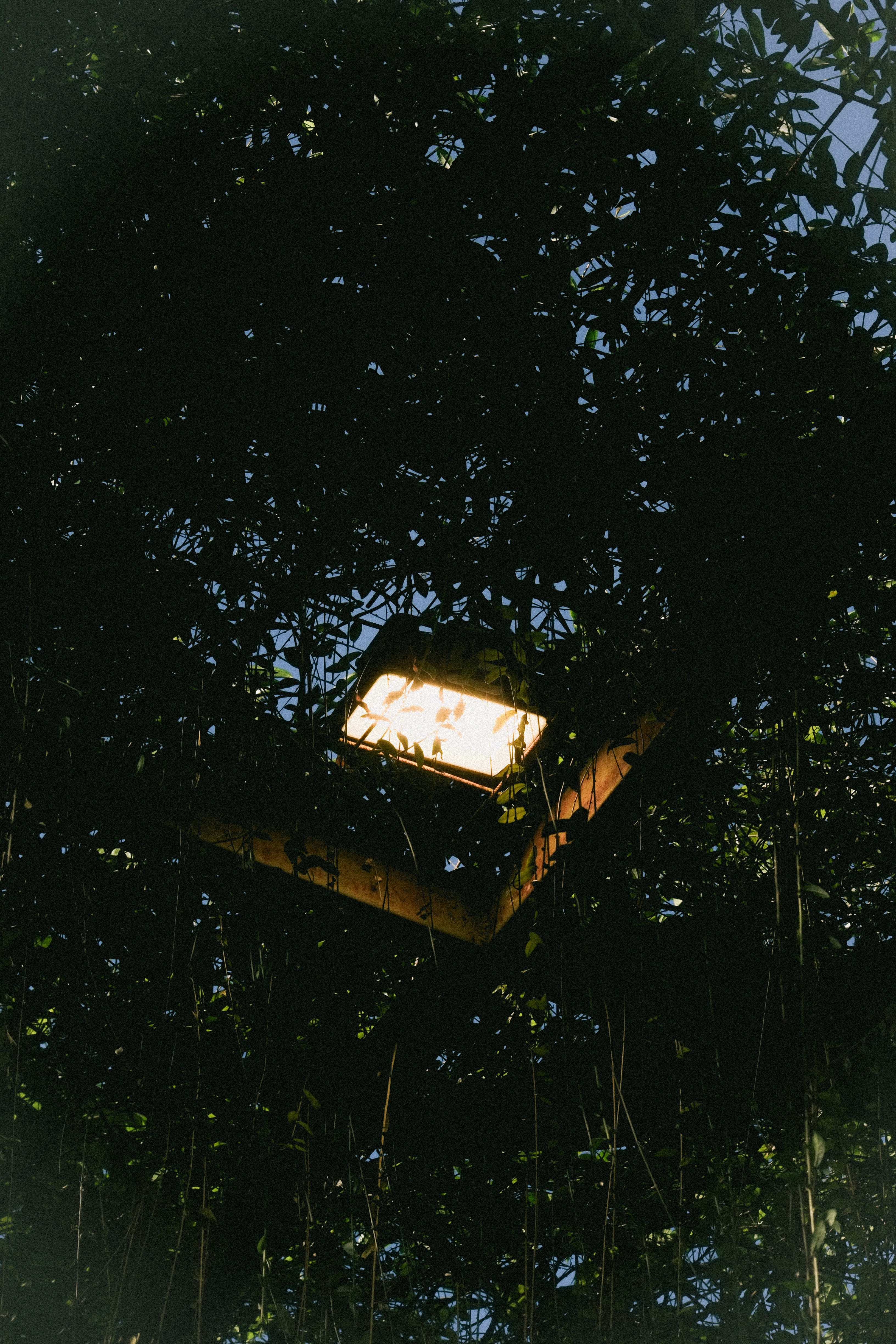Illuminated Haven: A Light in the Canopy