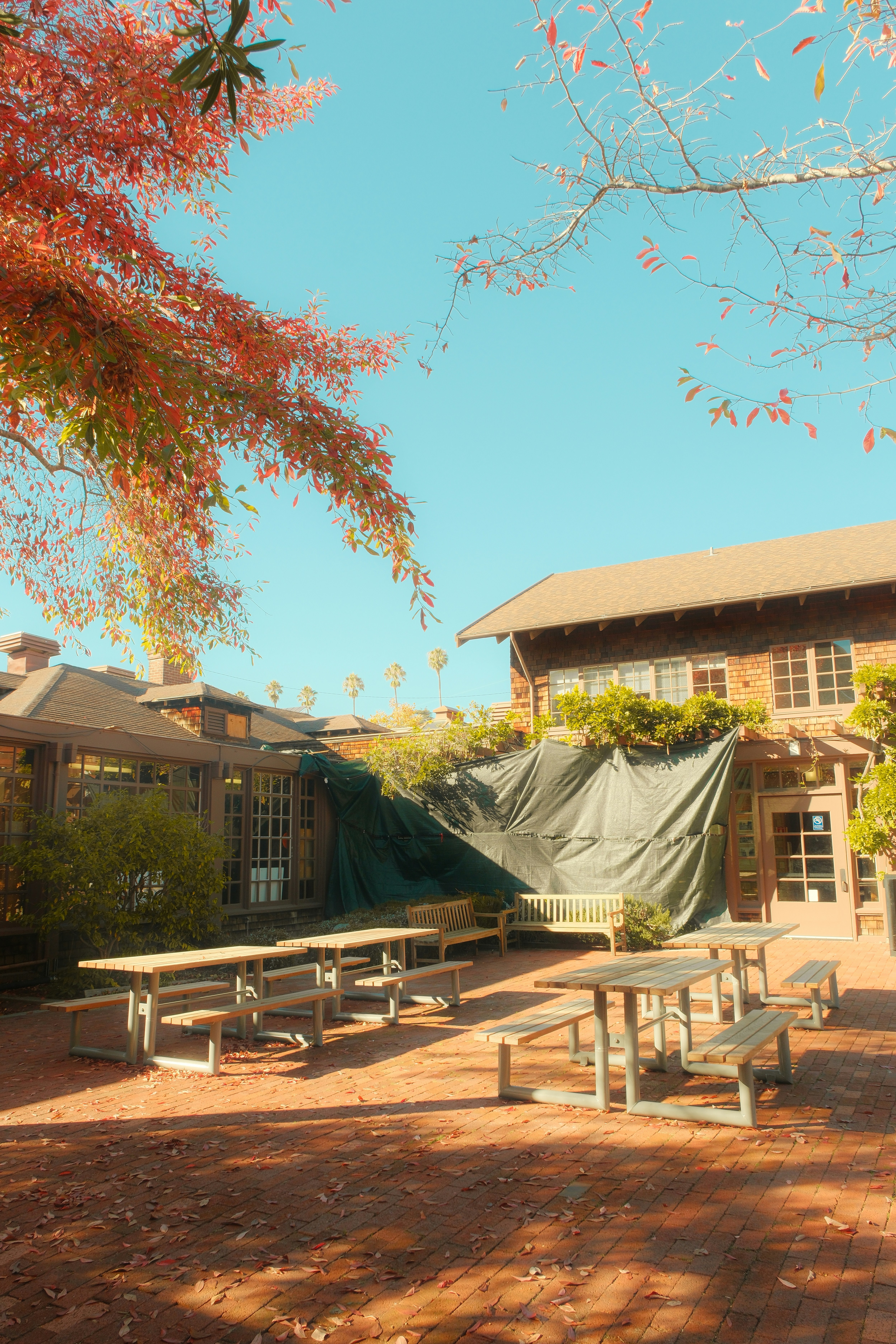 Crimson Leaves Over a Brick Courtyard Beneath a Clear Blue Sky