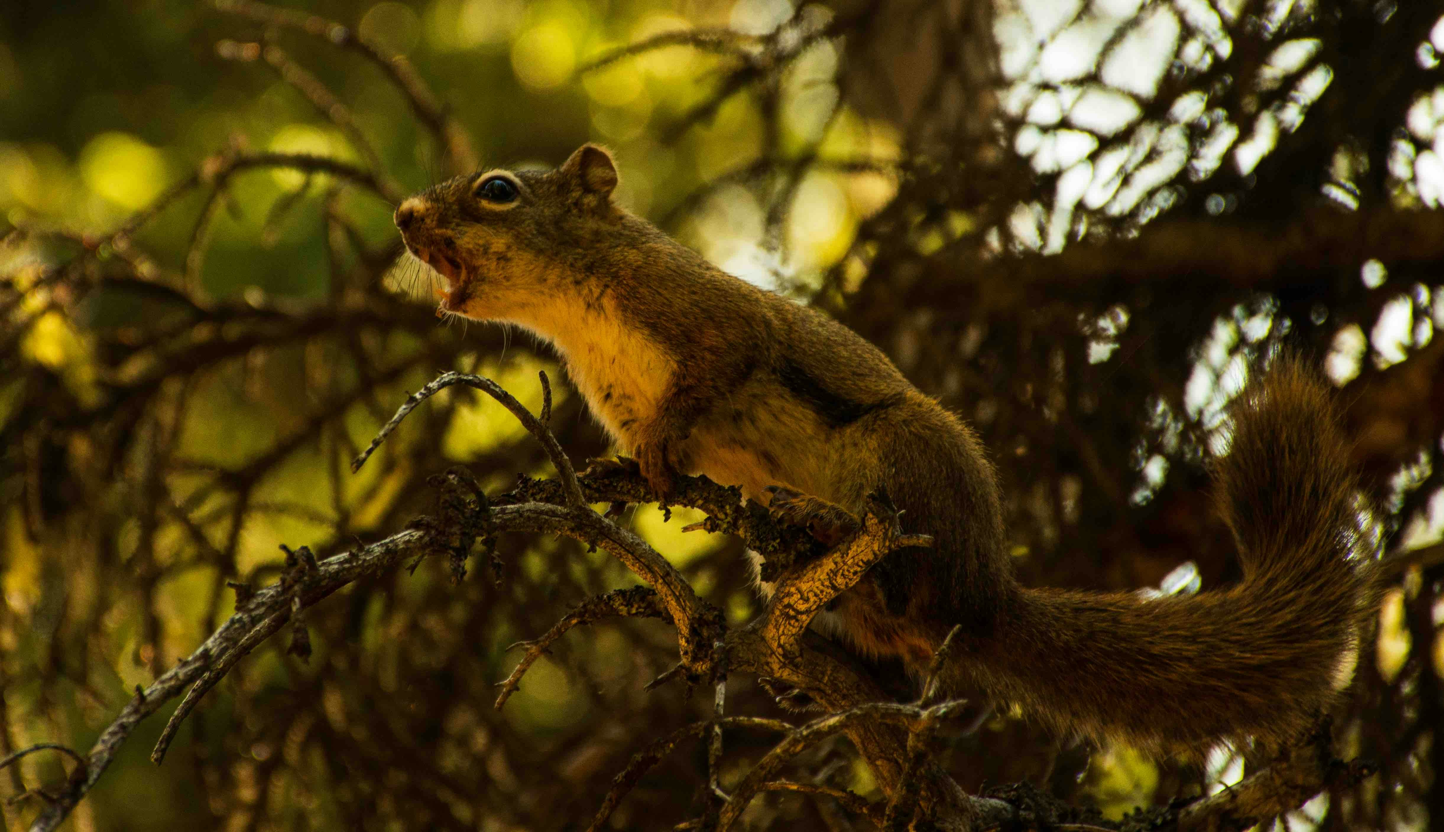 Chatter Amongst the Branches