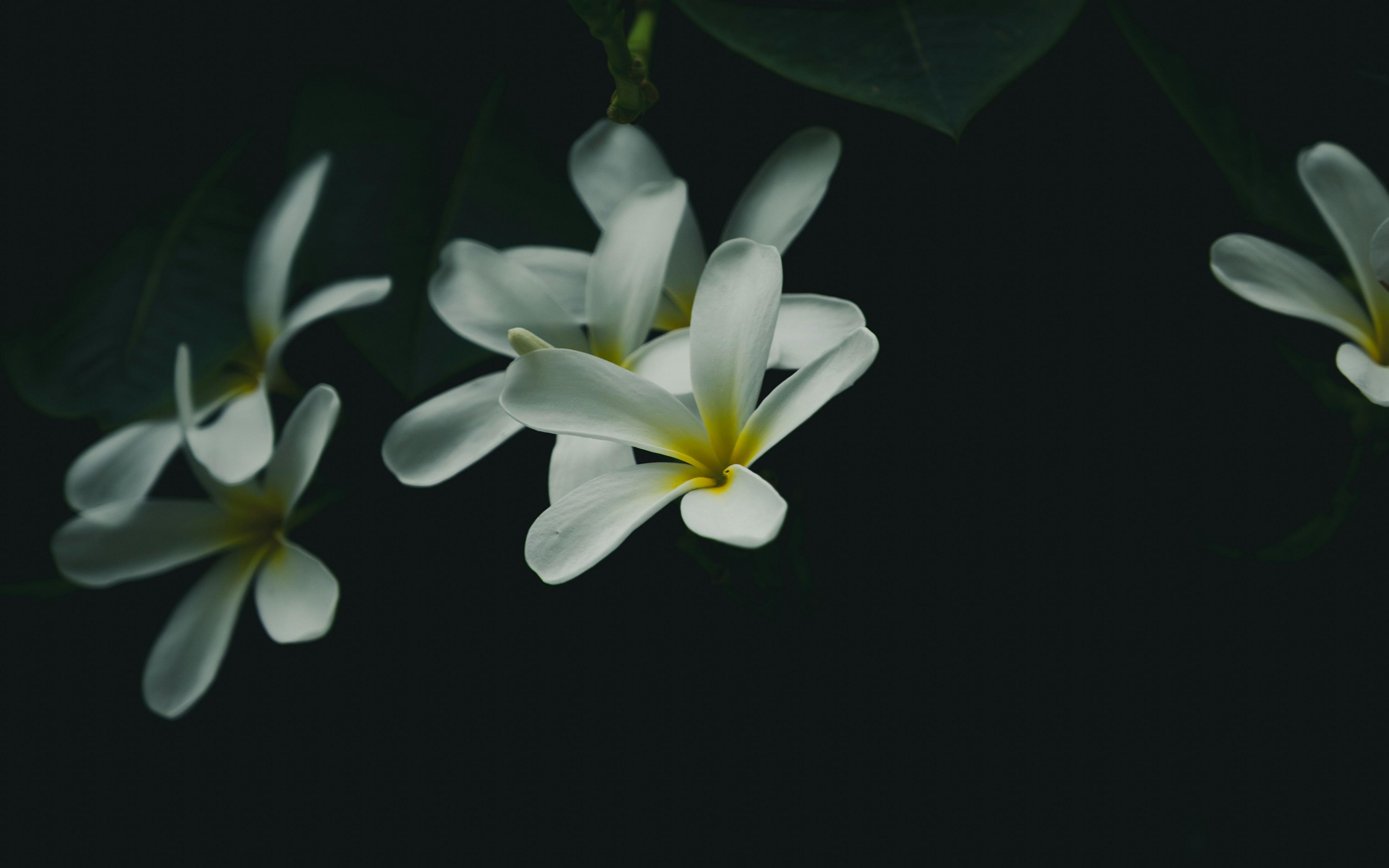 Delicate white flowers with yellow centers emerge from dark foliage, creating a serene contrast in this botanical illustration.