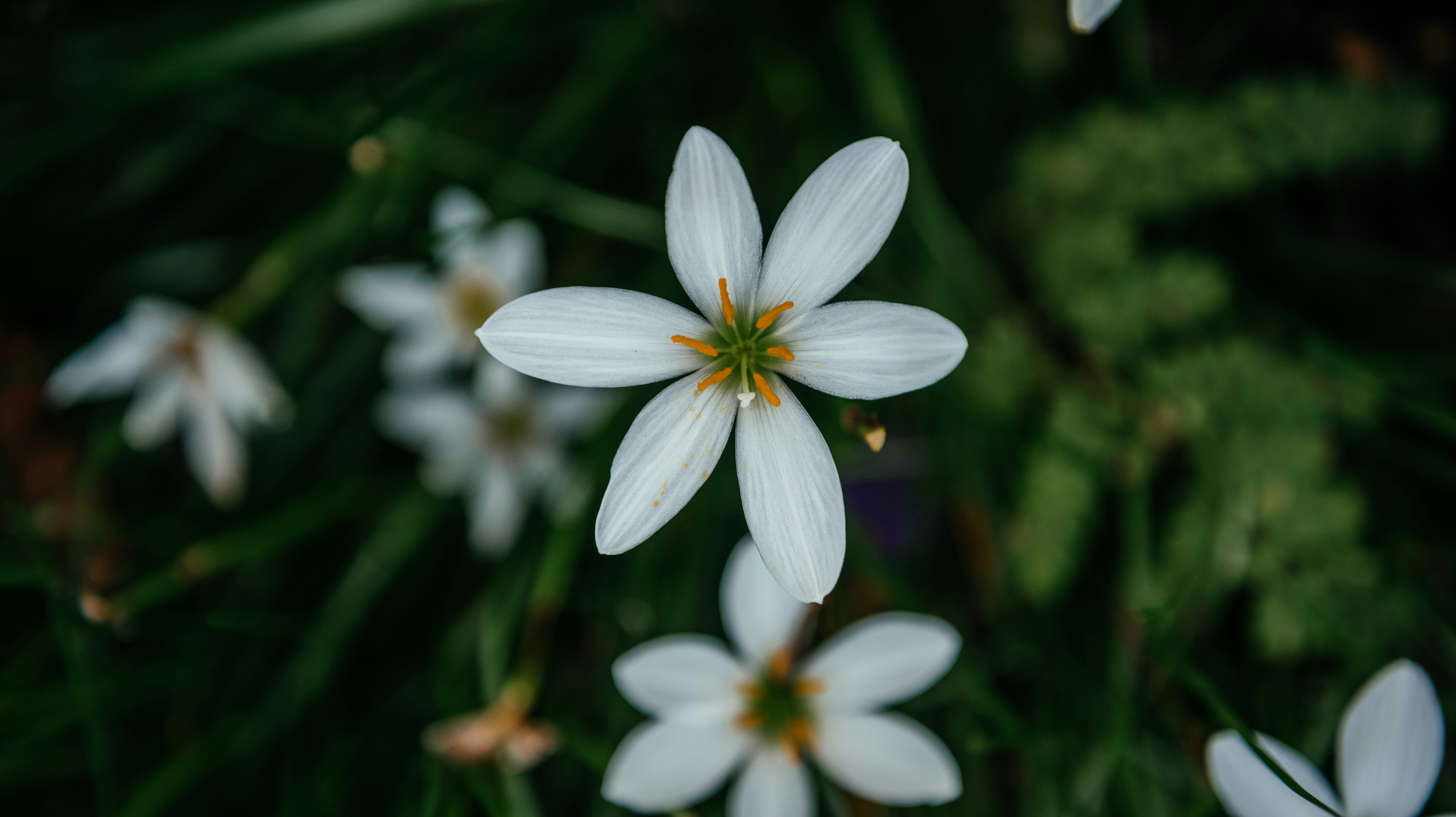 Macro photograph of a white six-petaled flower with orange stamens, captured using budget close-up filters. The soft natural lighting and shallow depth of field highlight the texture and symmetry of the petals against a dark green background. Perfect for floral, botanical, and macro photography collections that emphasize detail and minimalism.
