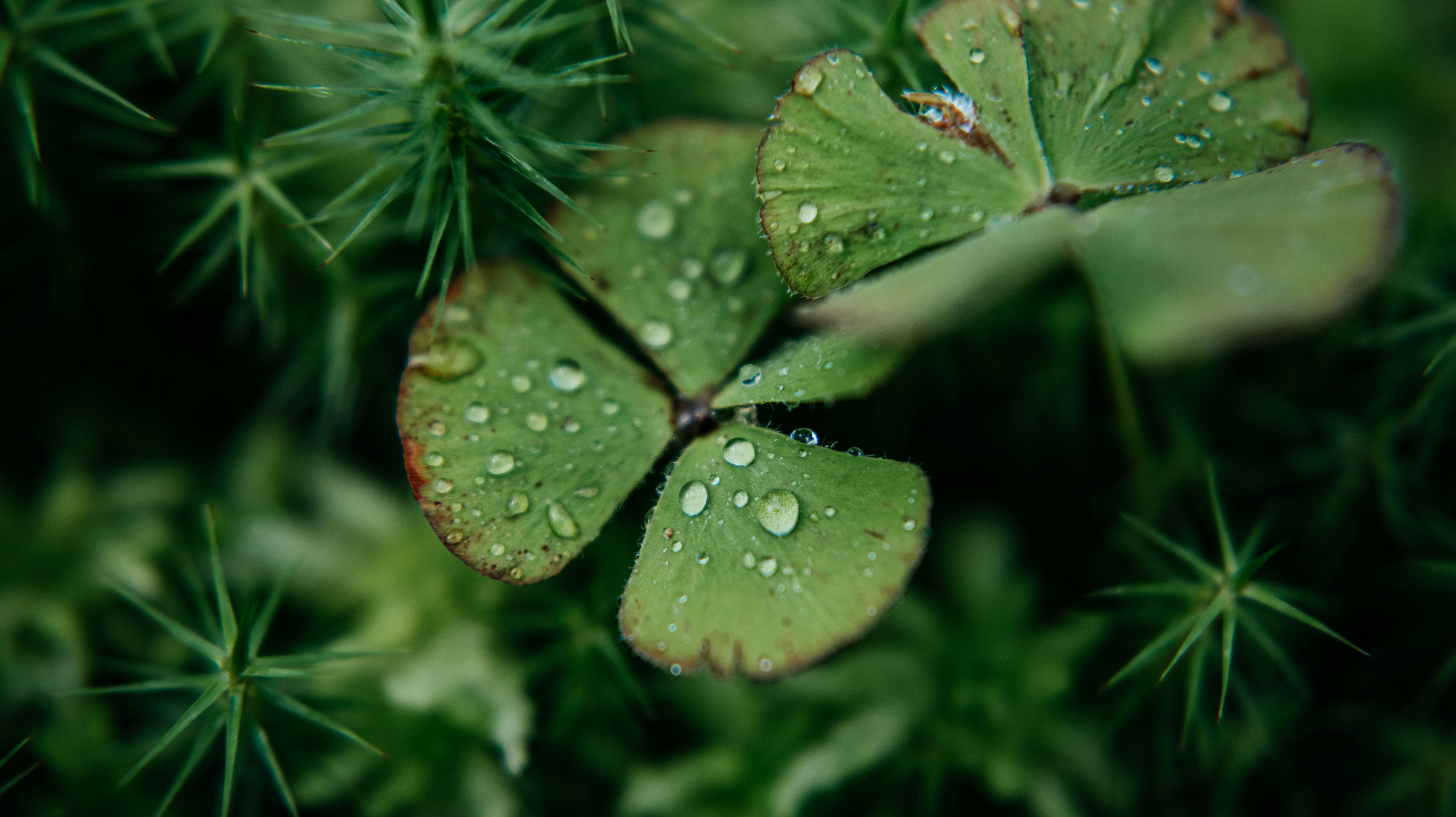 Close-up of a clover leaf adorned with droplets of water, surrounded by lush green moss. The intricate details emphasize the beauty of nature's small wonders.