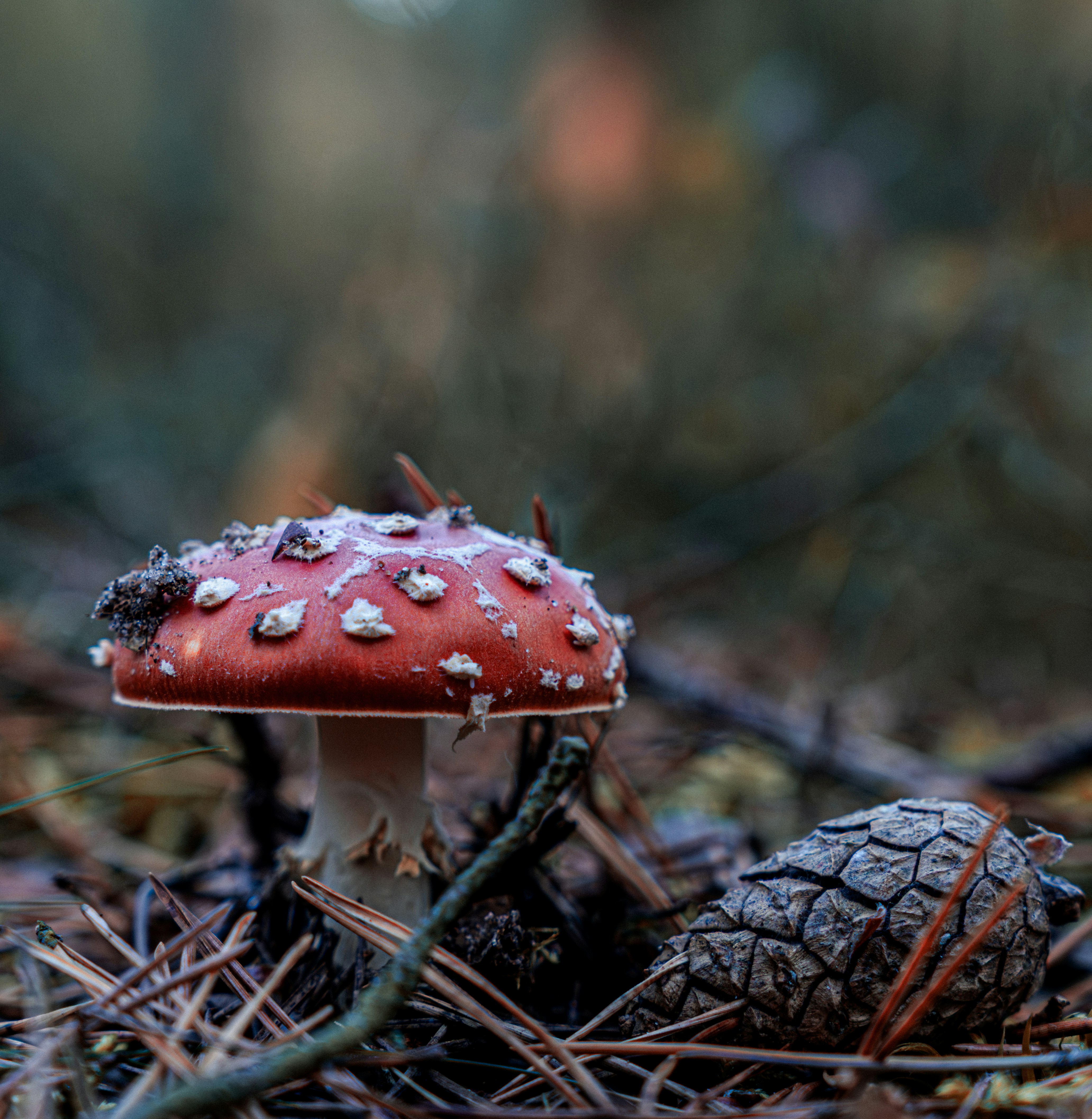 Red Amanita on a Frost-Dusted Pine Needle Carpet