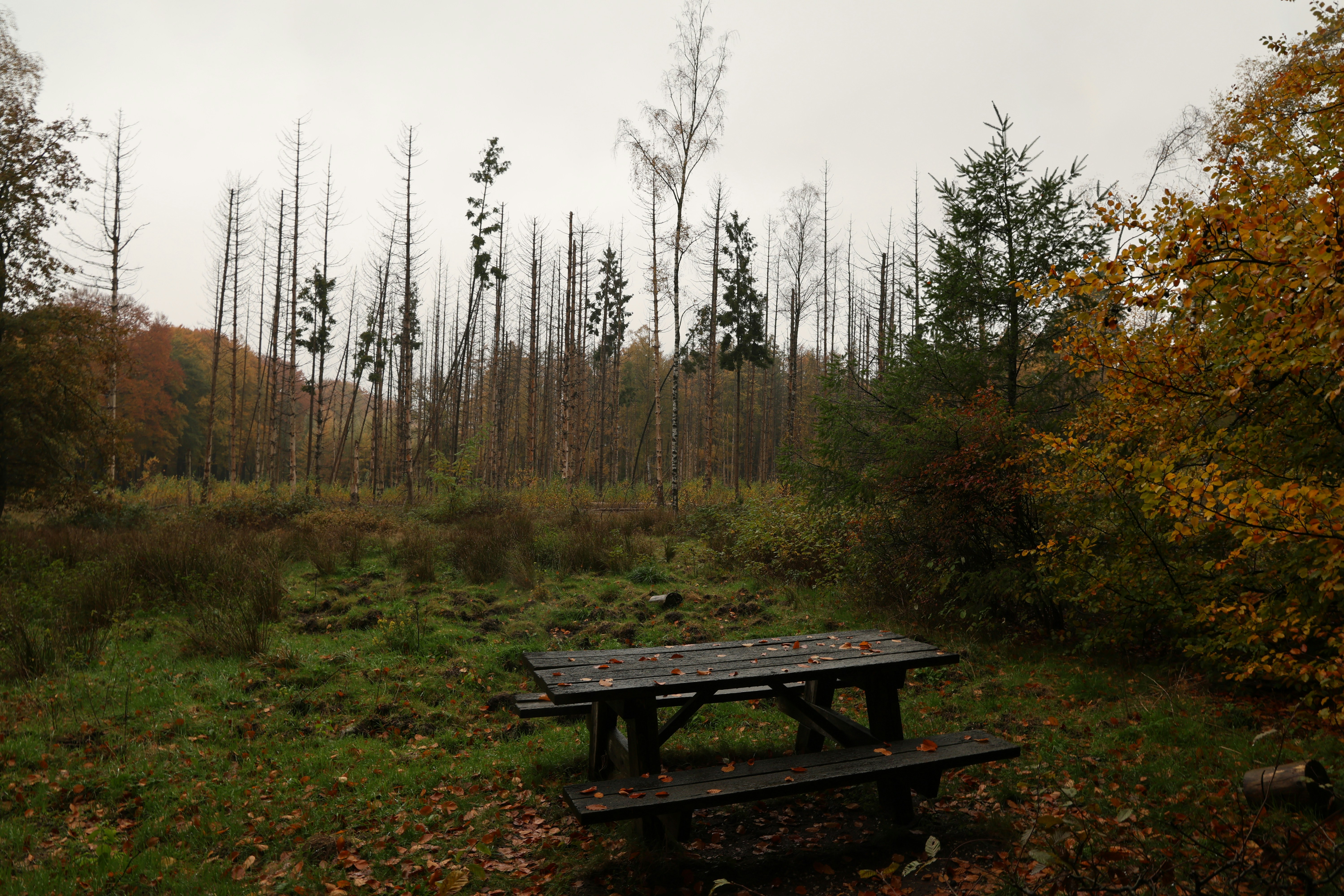 Amber Quiet: A Picnic Table Amid Autumn's Bare Trees