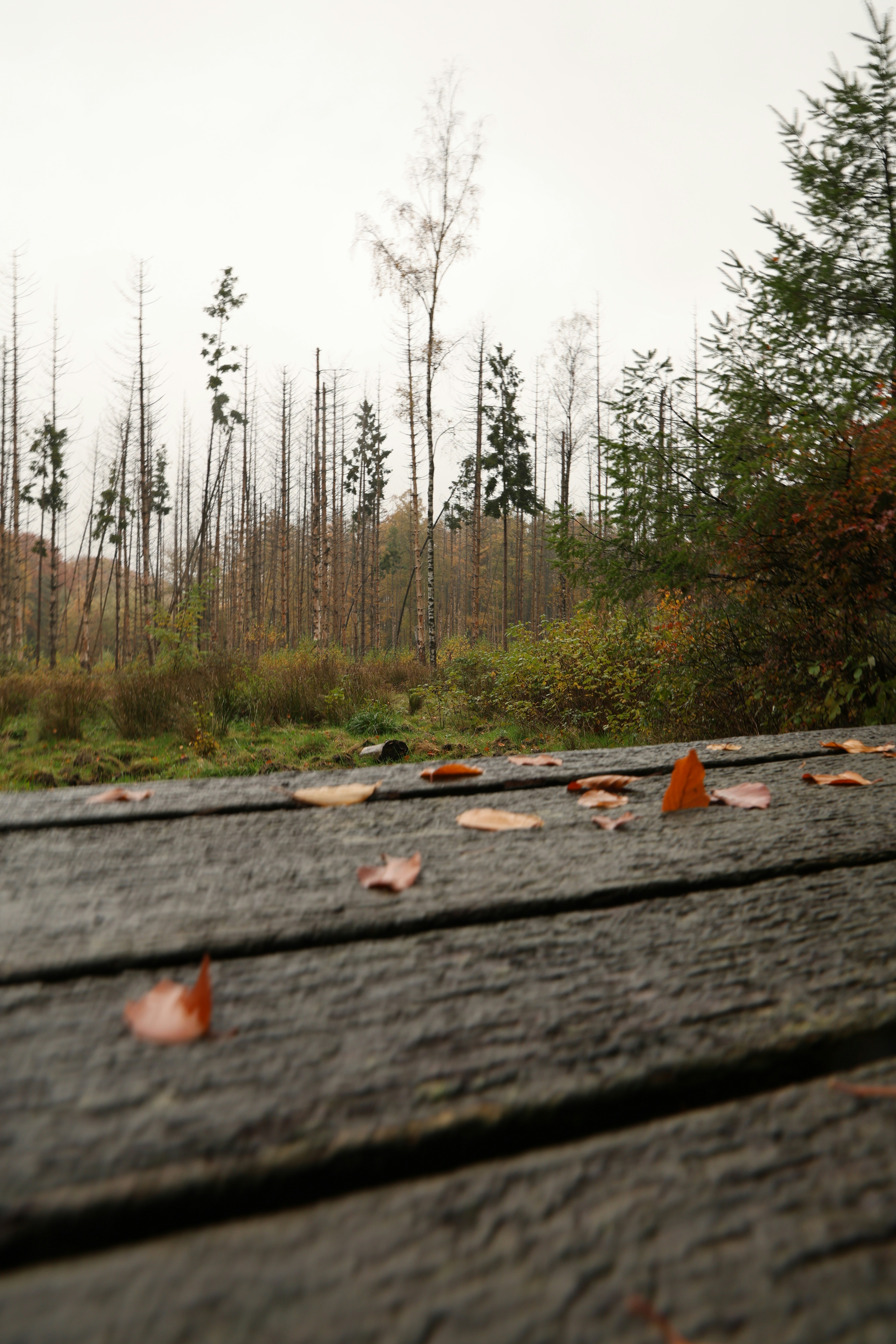 Whispers of Autumn: A Forest's Silent Reflection