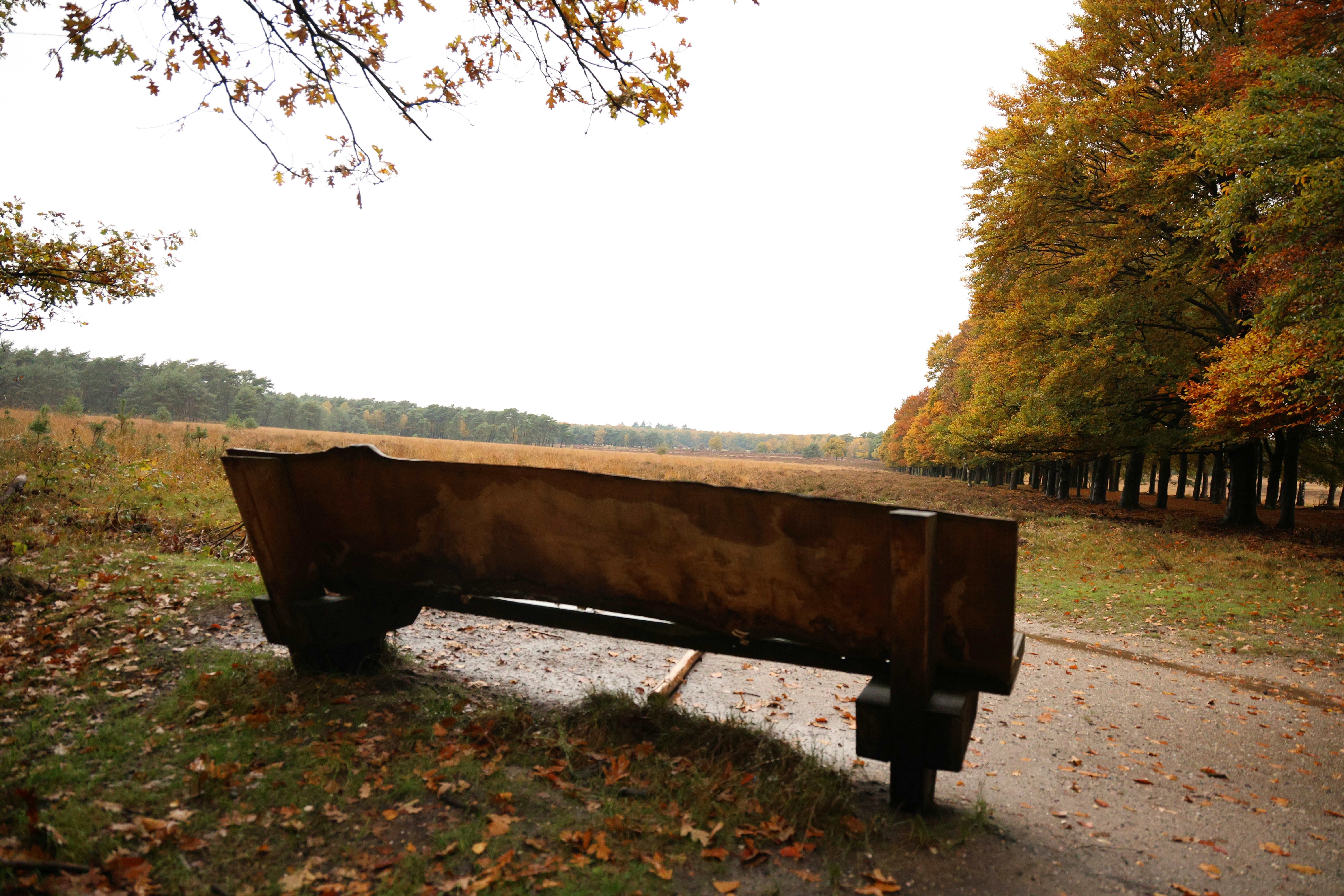 Rustic Embrace of Nature's Palette
