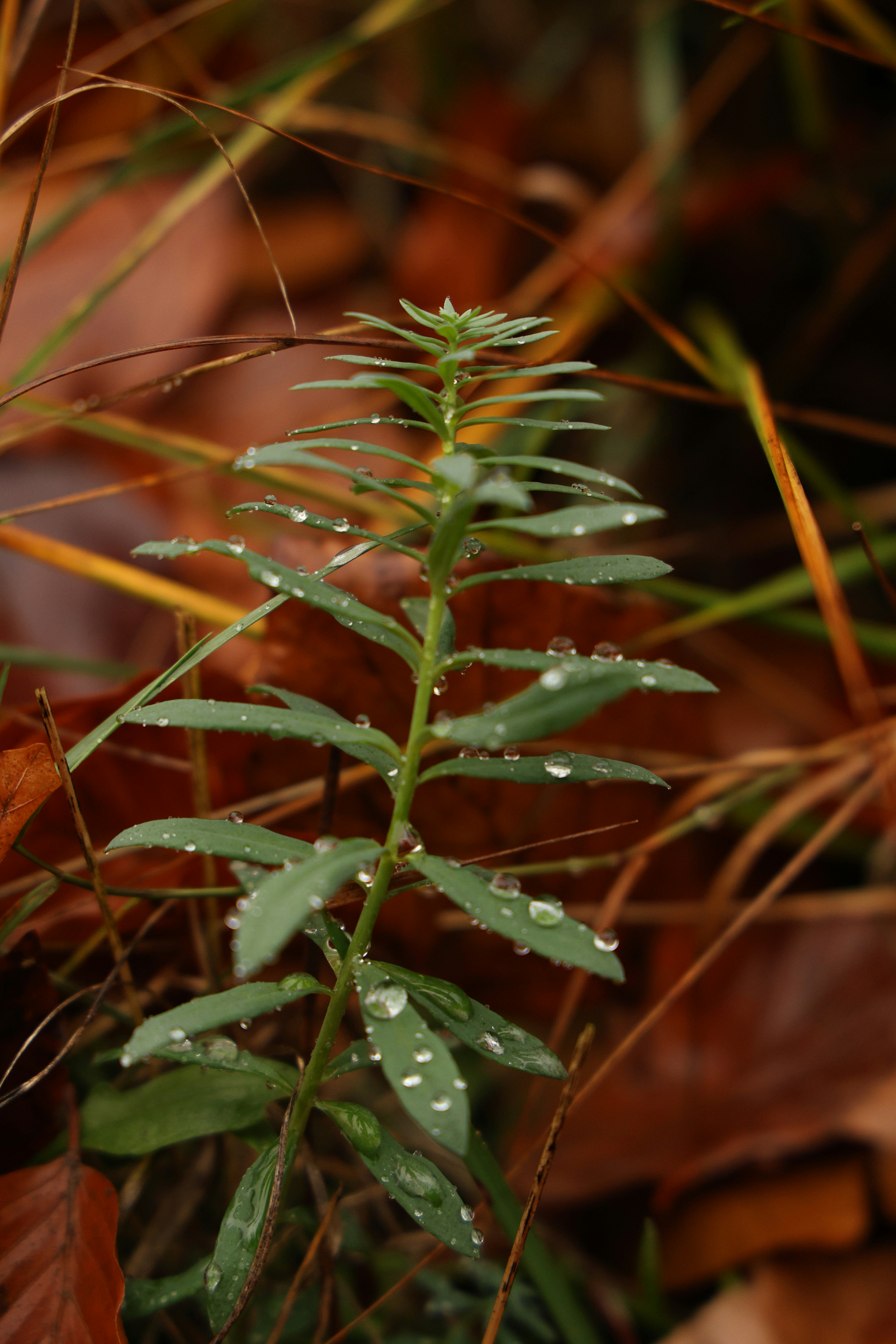 Emerging Resilience: A Leaf's Journey