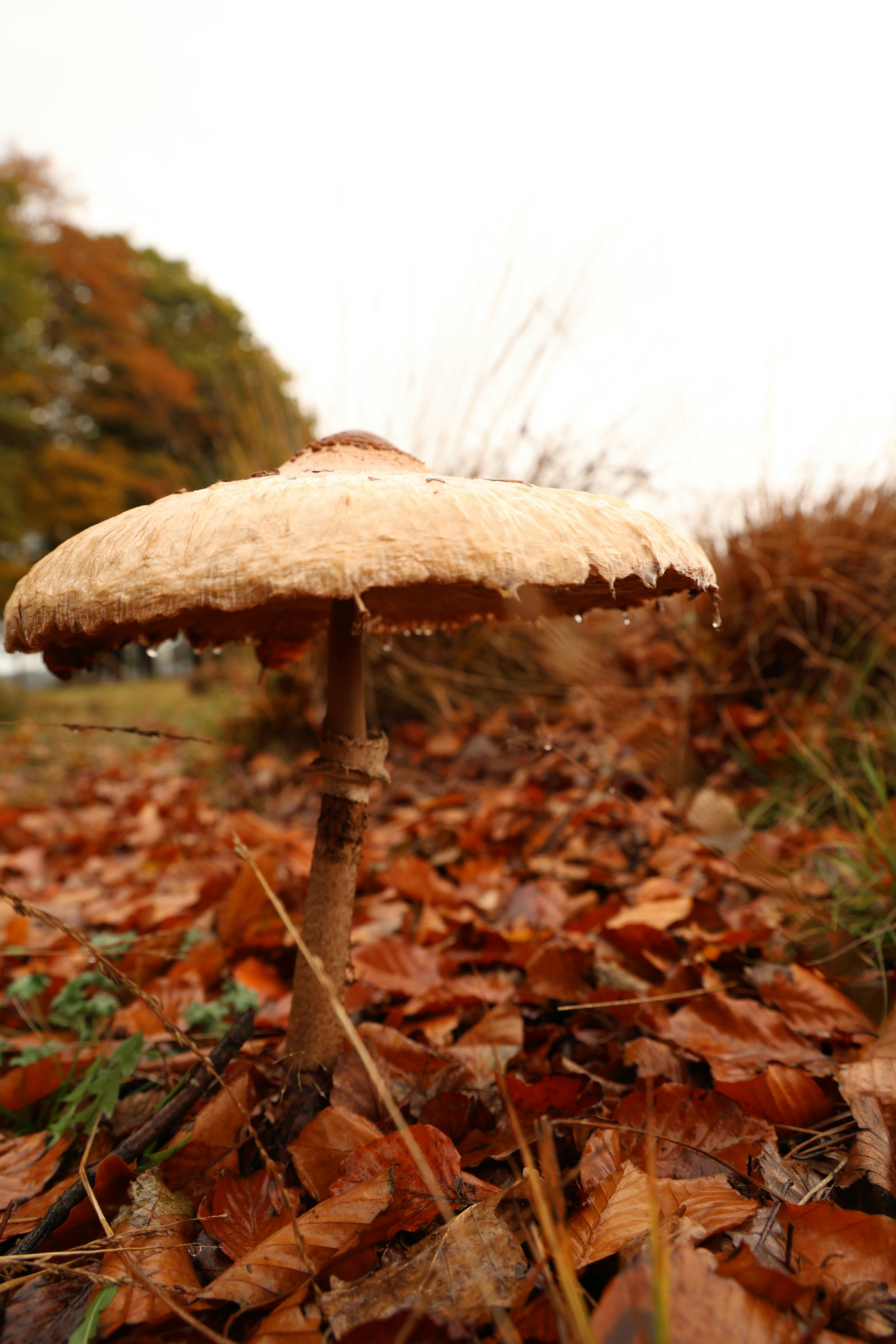 Ivory Cap Amid Copper Leaves: Close-Up of Autumn's Quiet Lantern