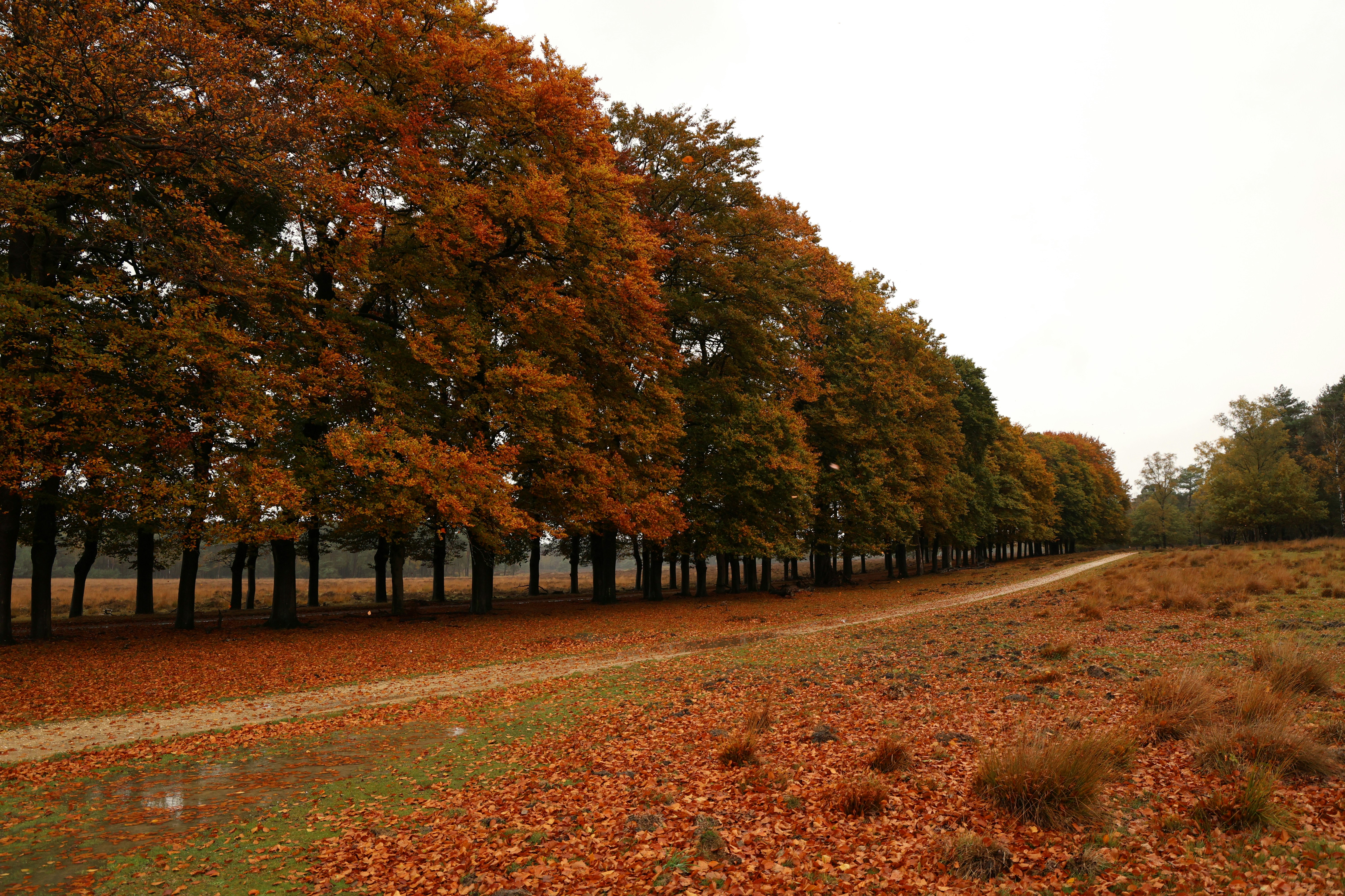 Autumn trees line a path covered in fallen leaves. photo – Free Autumn ...