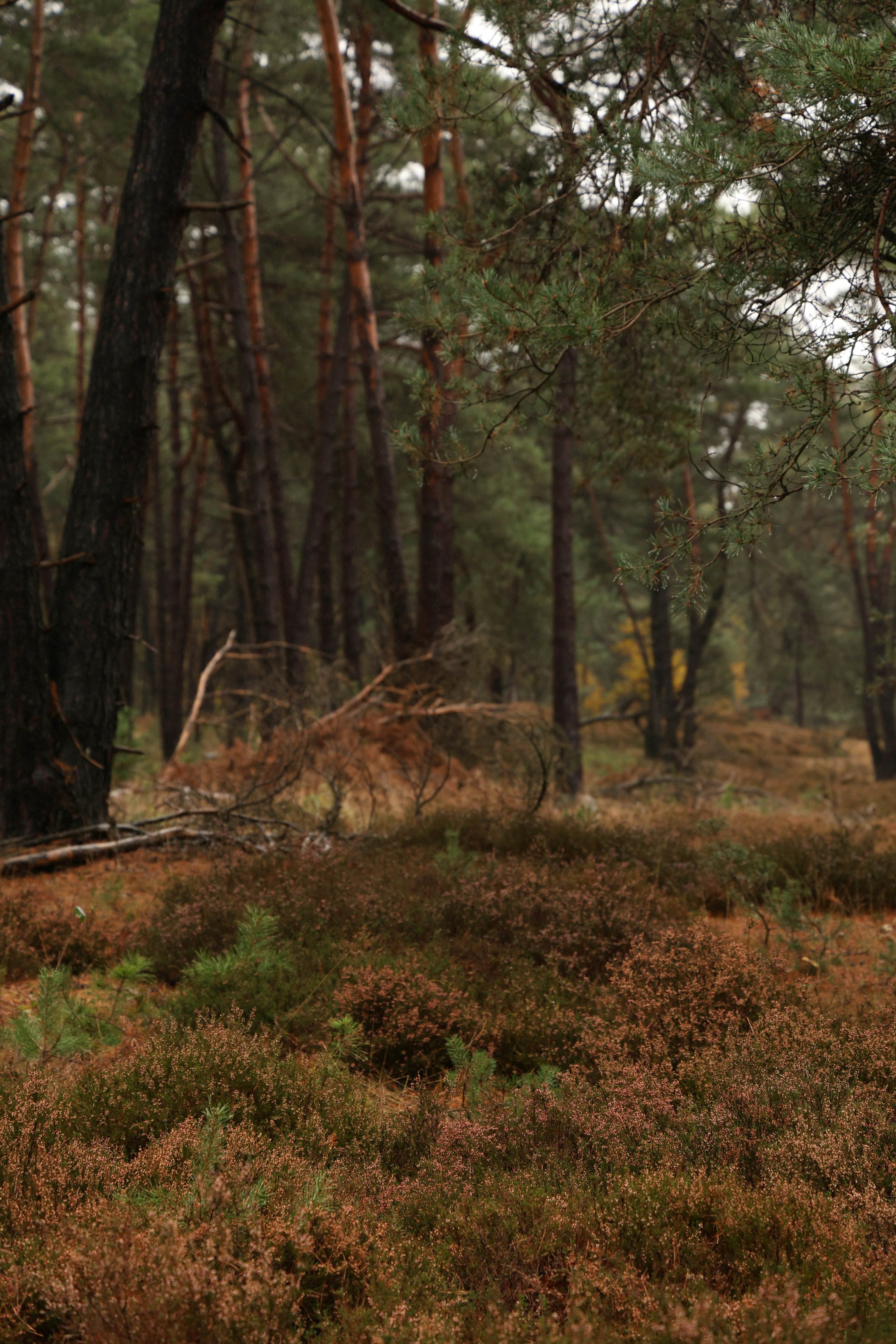 Whispers of the Forest Floor