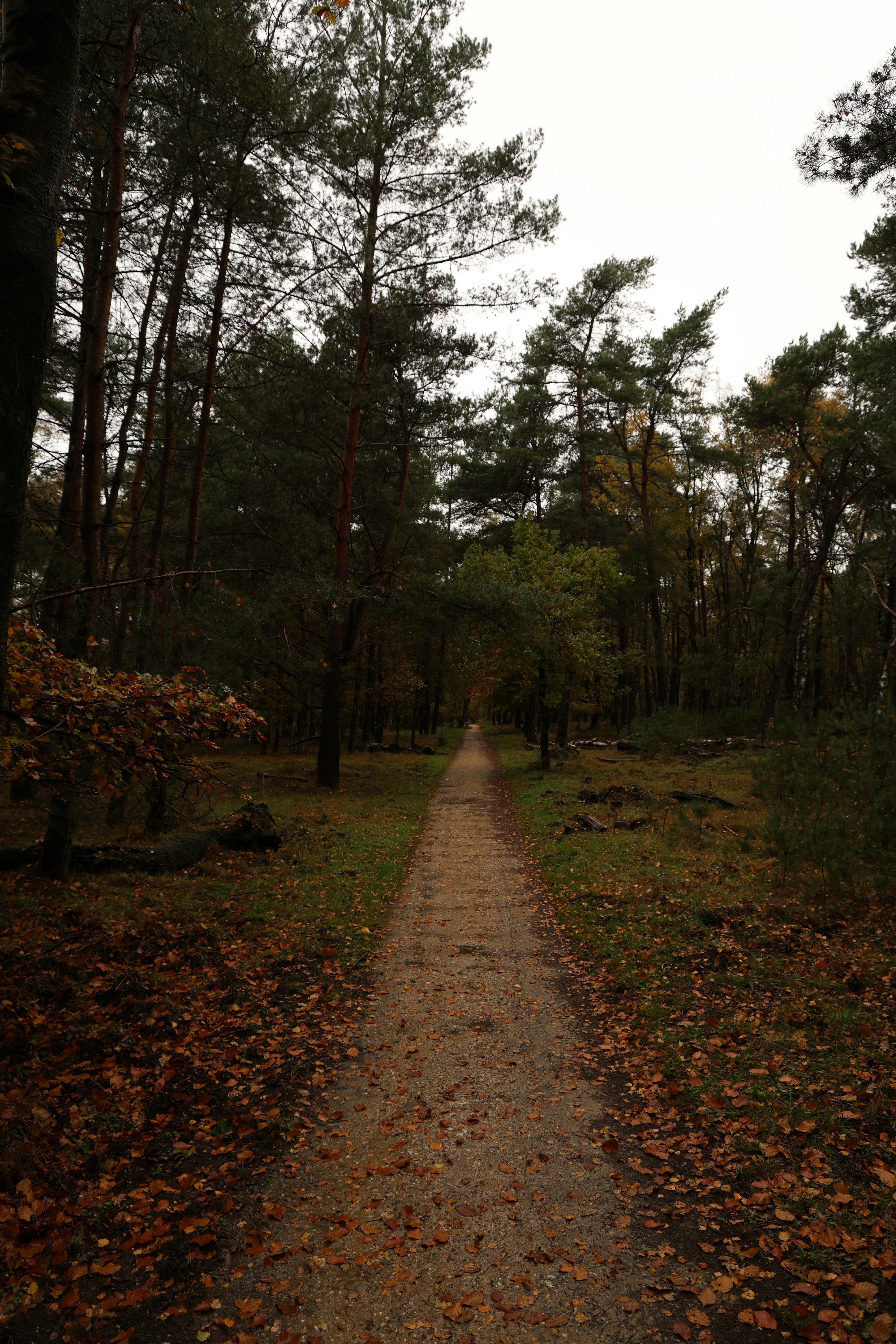 Whispers of Autumn: A Path Through the Pines