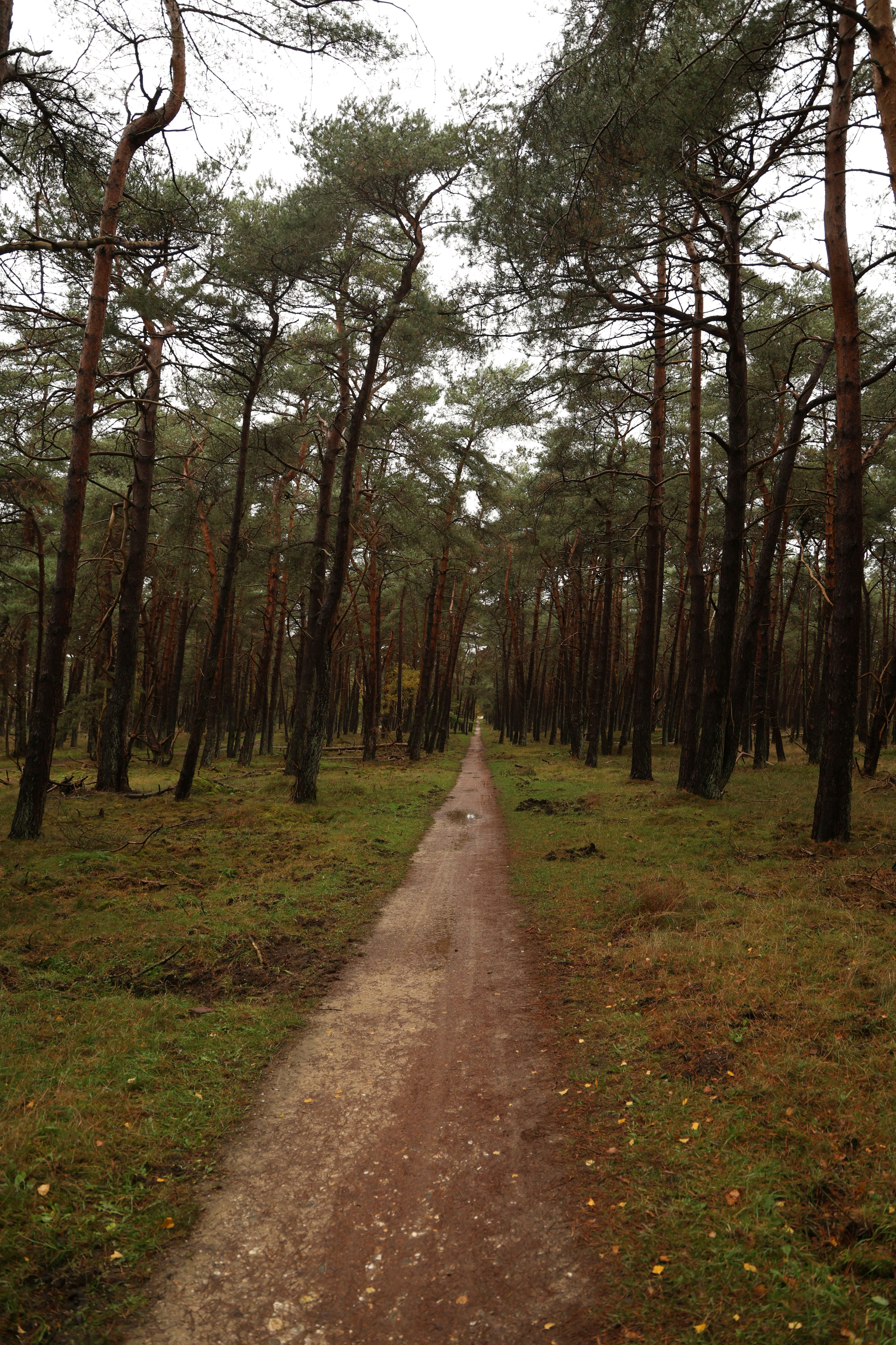 Whispers of the Woodland Path