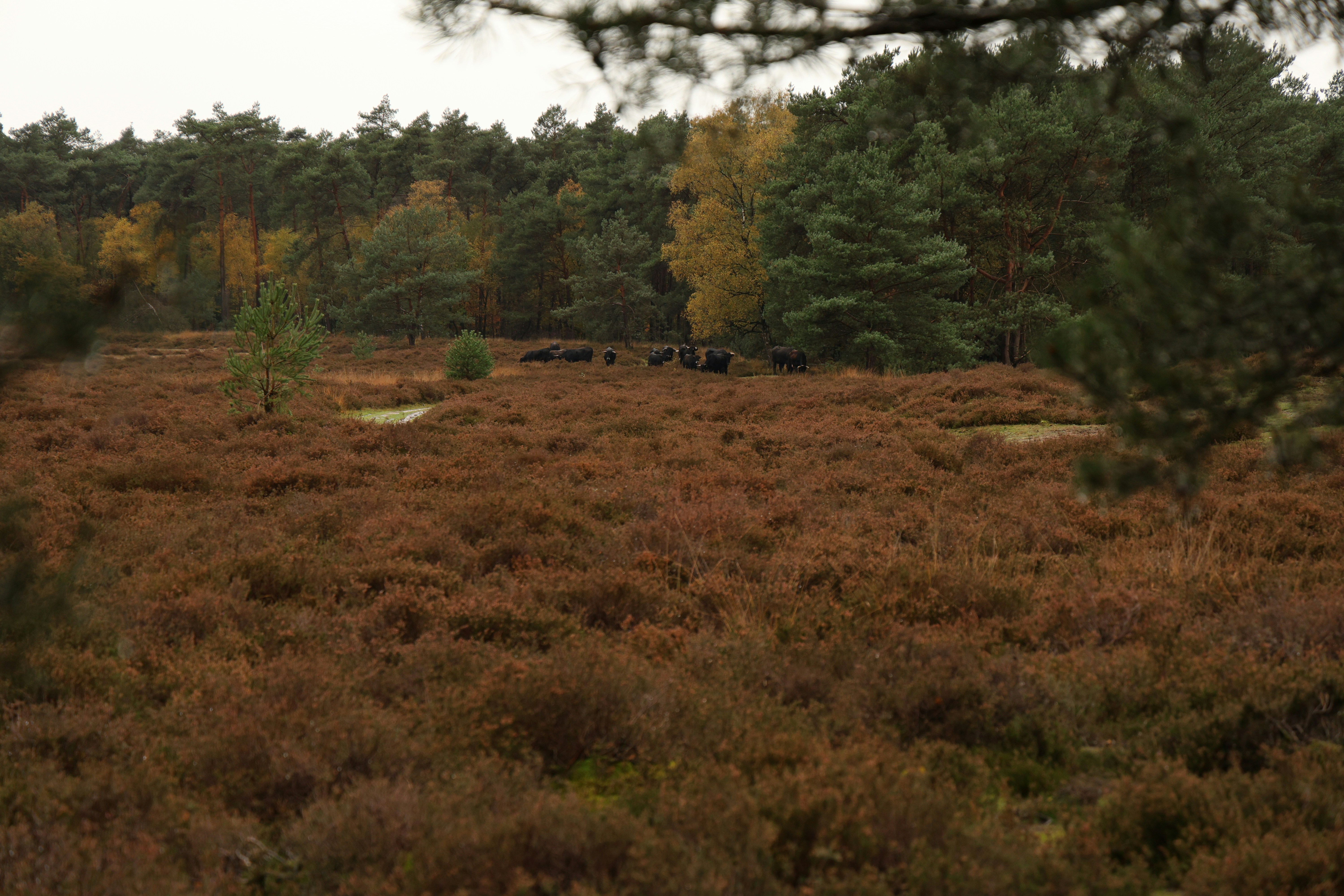 Autumn Moor: Cattle Rest Along the Pine-Fringed Horizon