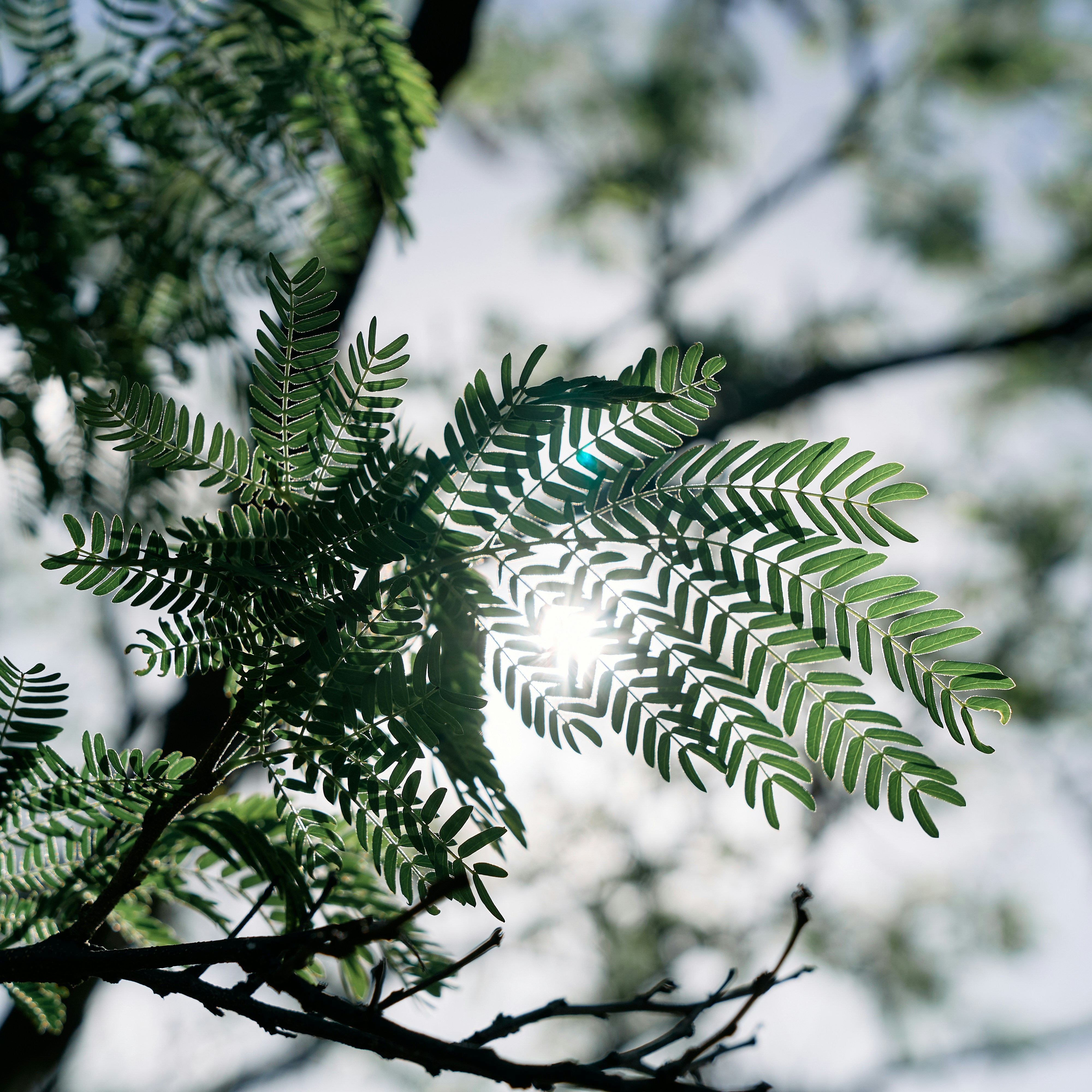 Sunlight filtering through lush green fern leaves, creating a serene interplay of light and shadow.