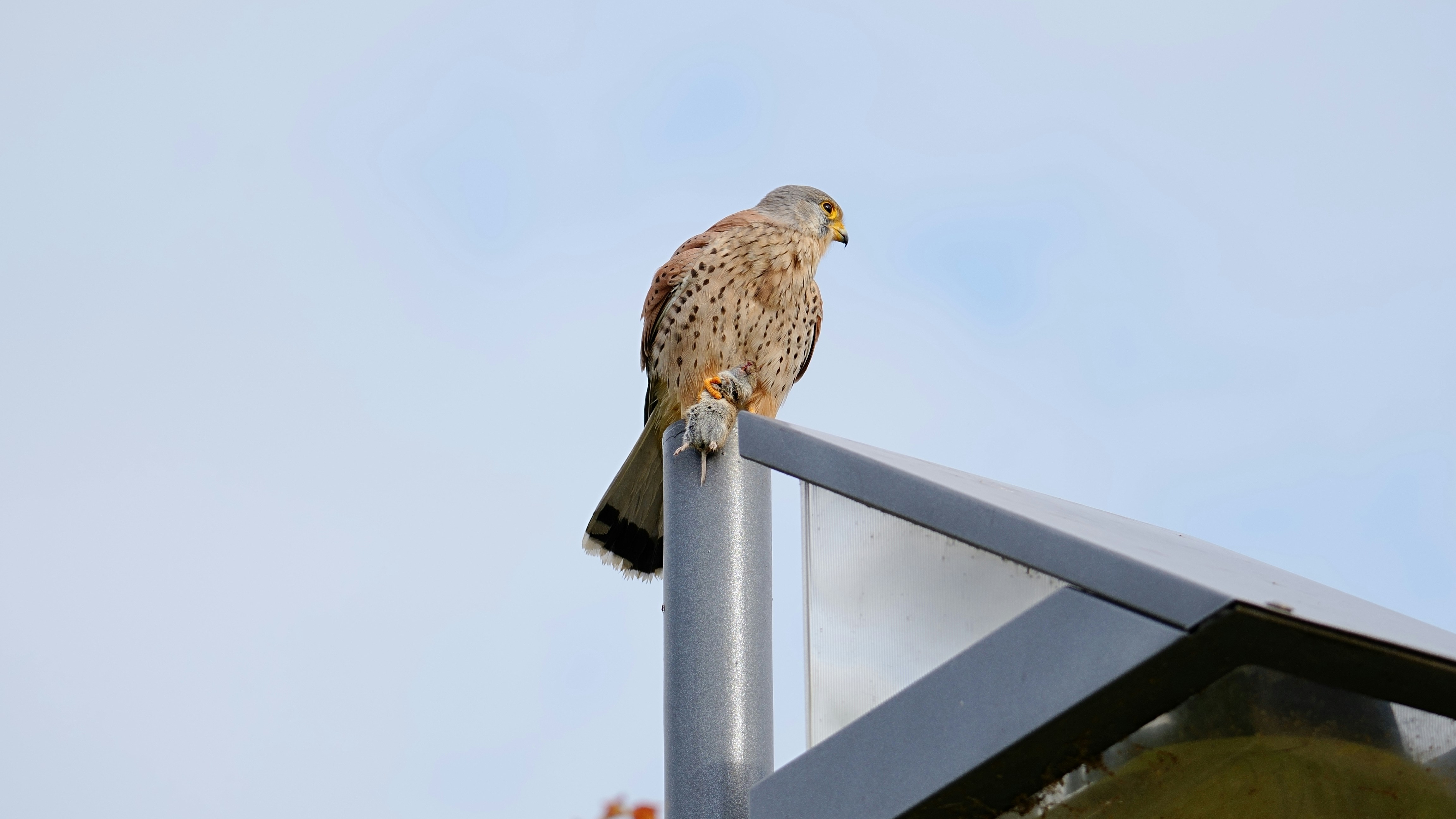 Photo by Srinivasan with Sony Alpha 7C II