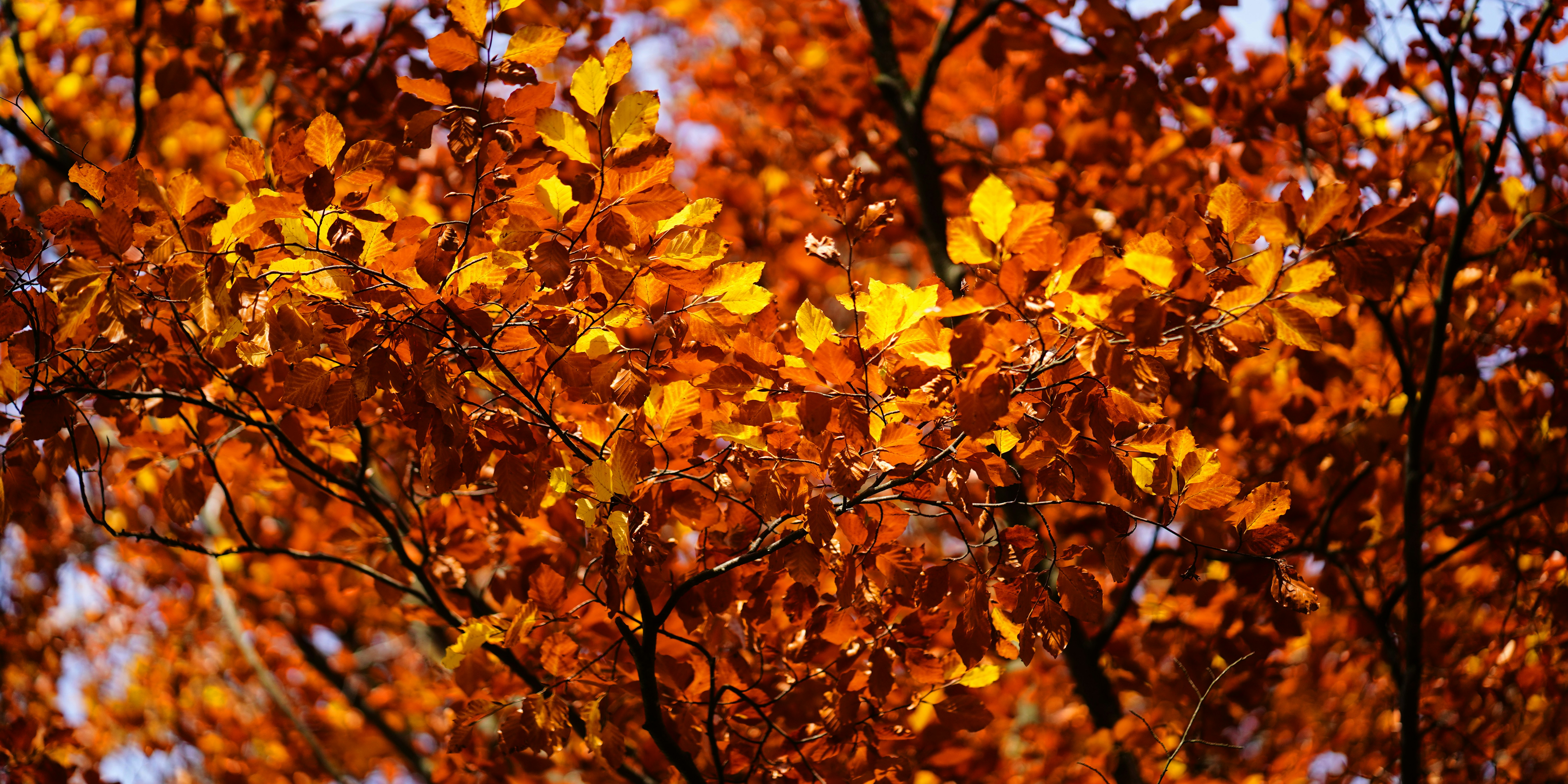 Autumn leaves in warm orange and yellow colors