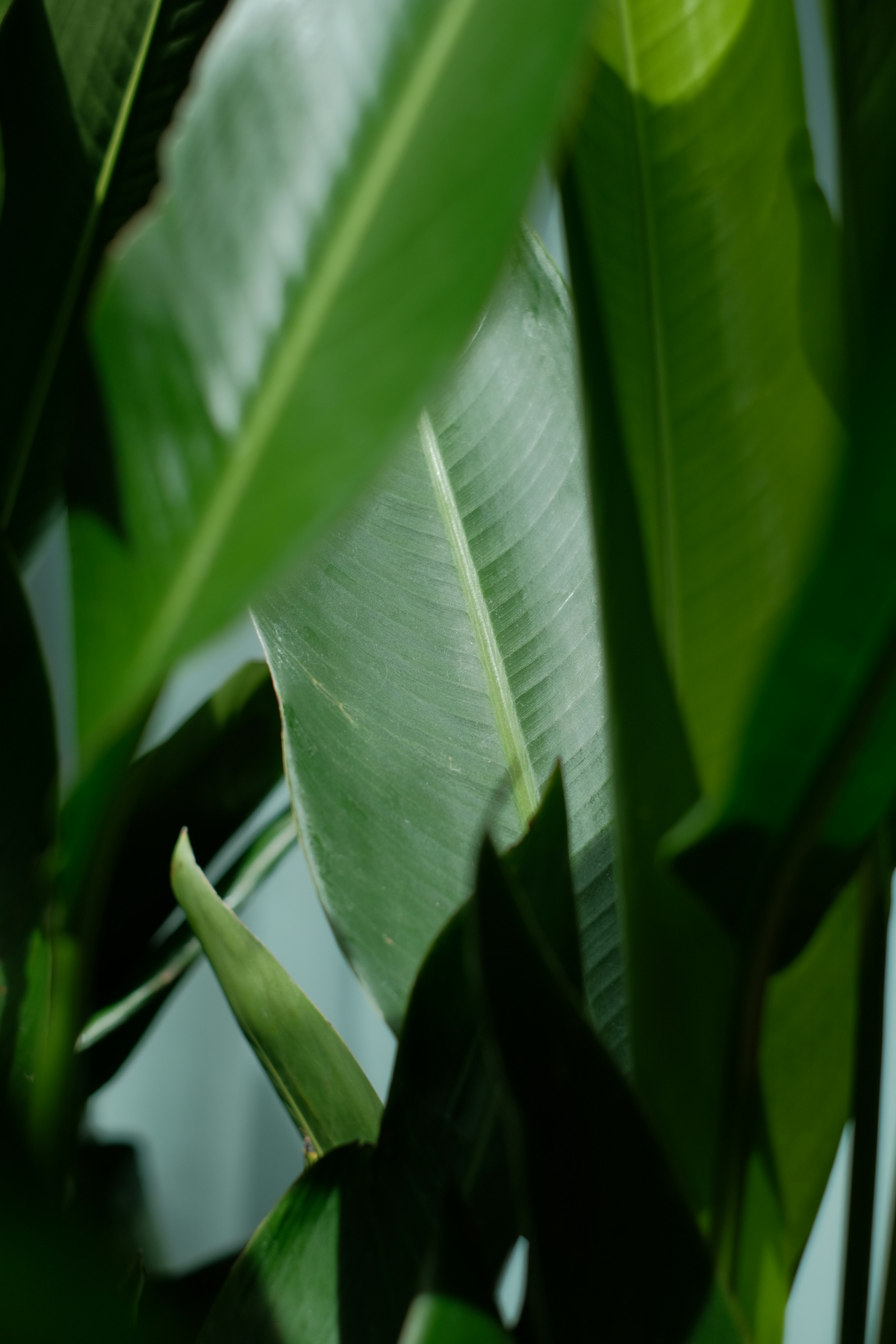 Close-up of lush green tropical leaves