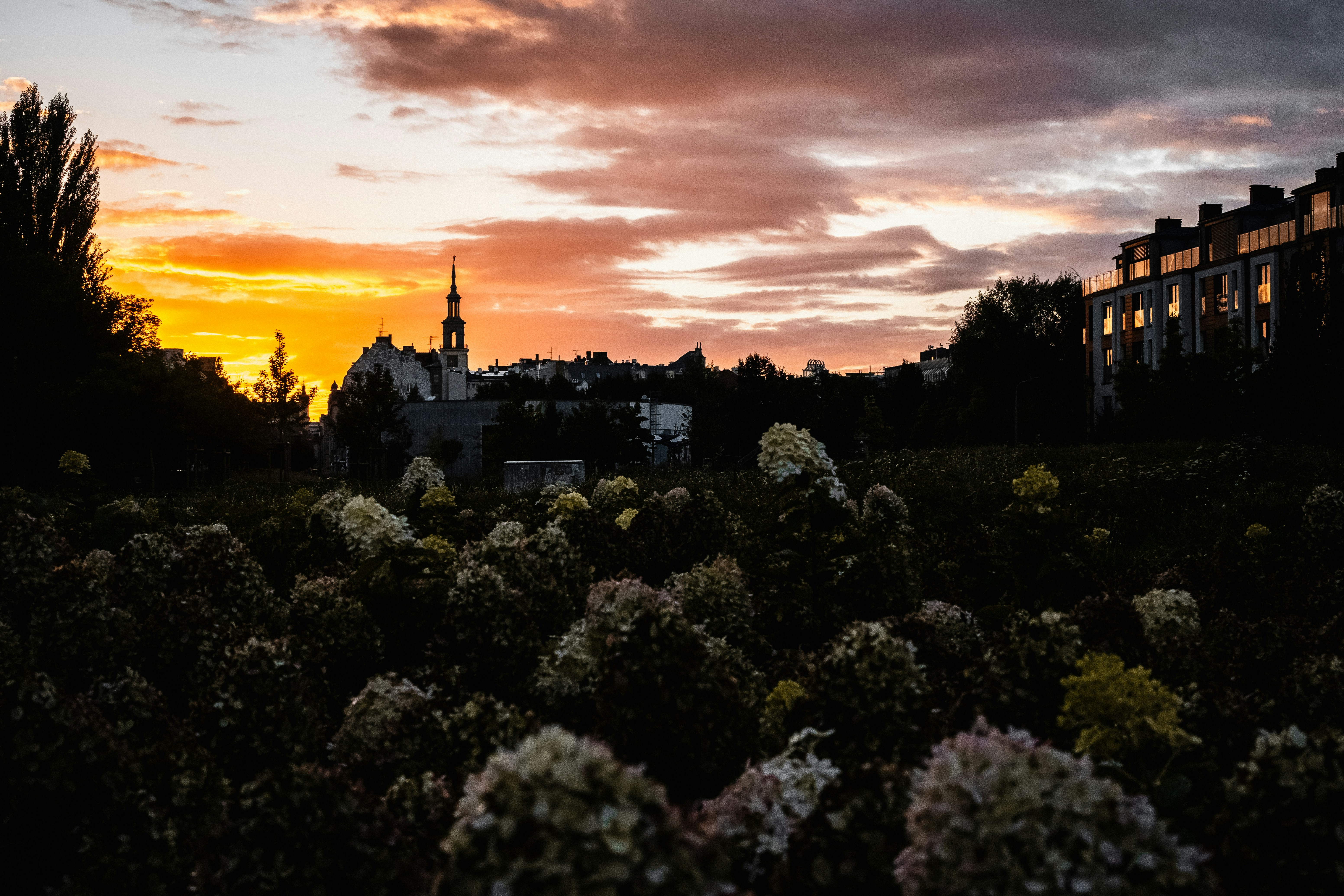Silhouetted flowers in foreground against a vibrant sunset, with a distant church steeple and urban skyline framing the scene.