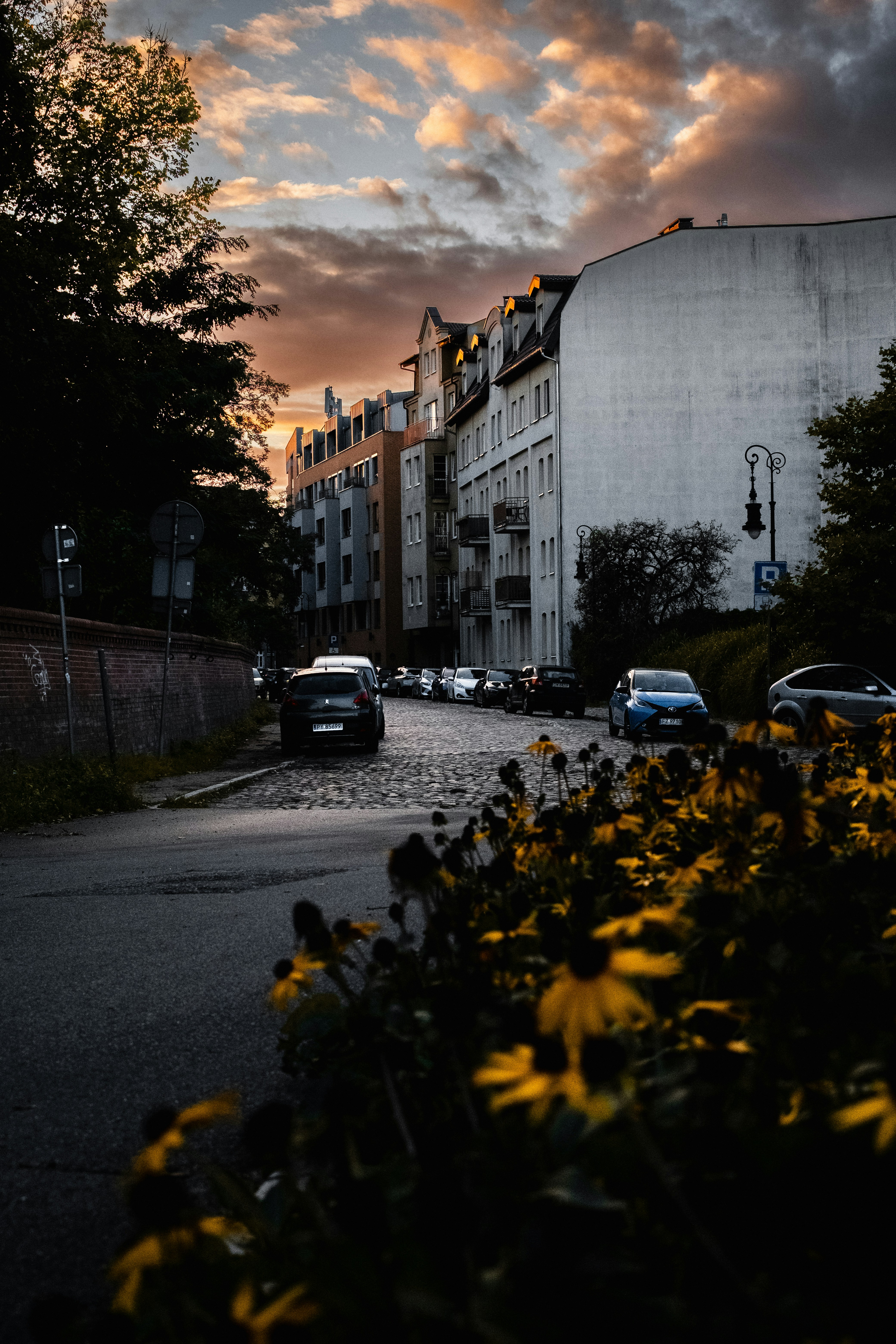 Urban Twilight: A Floral Embrace