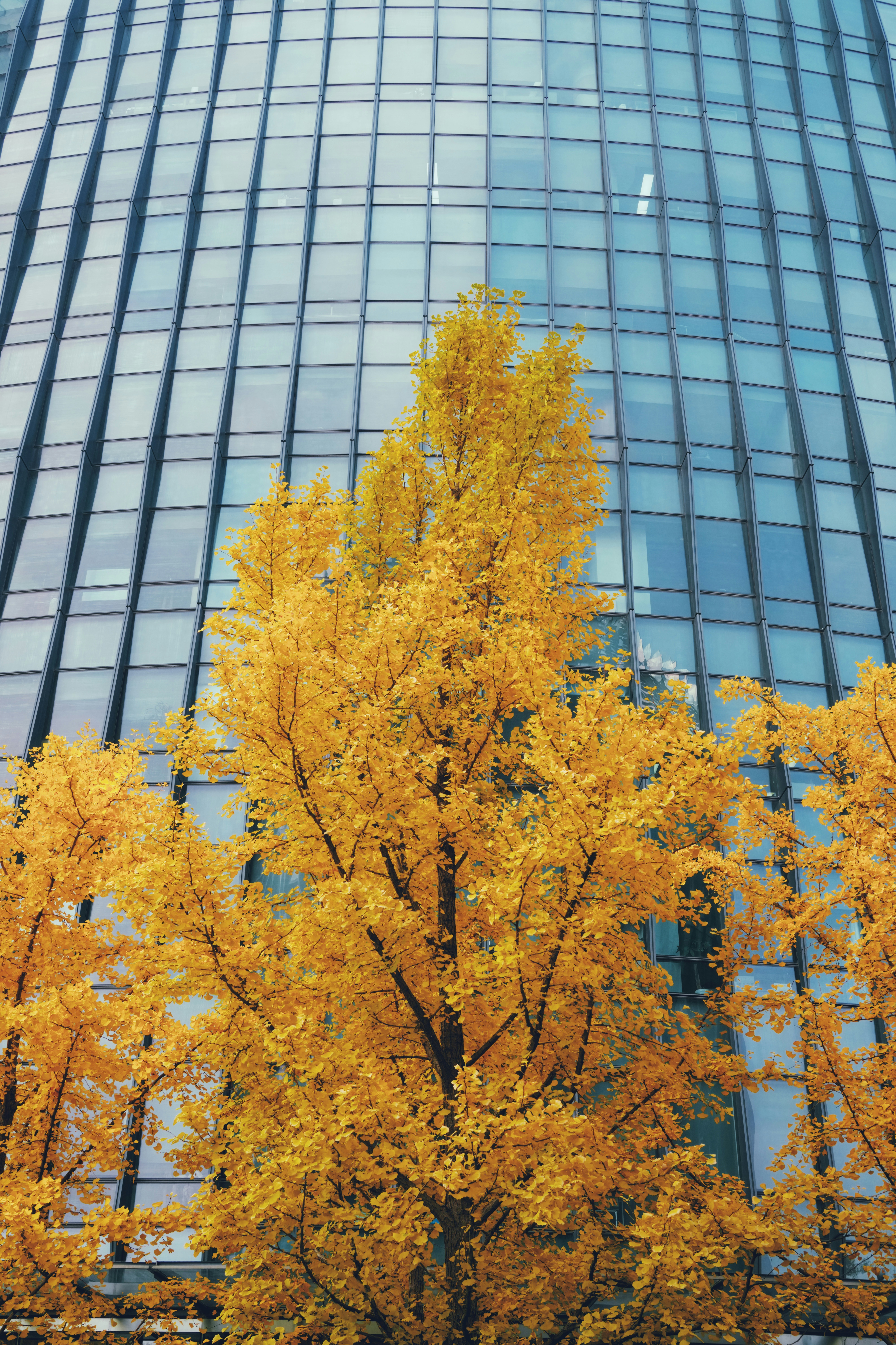 Golden Tree Framing a Glass-Grid Skyline