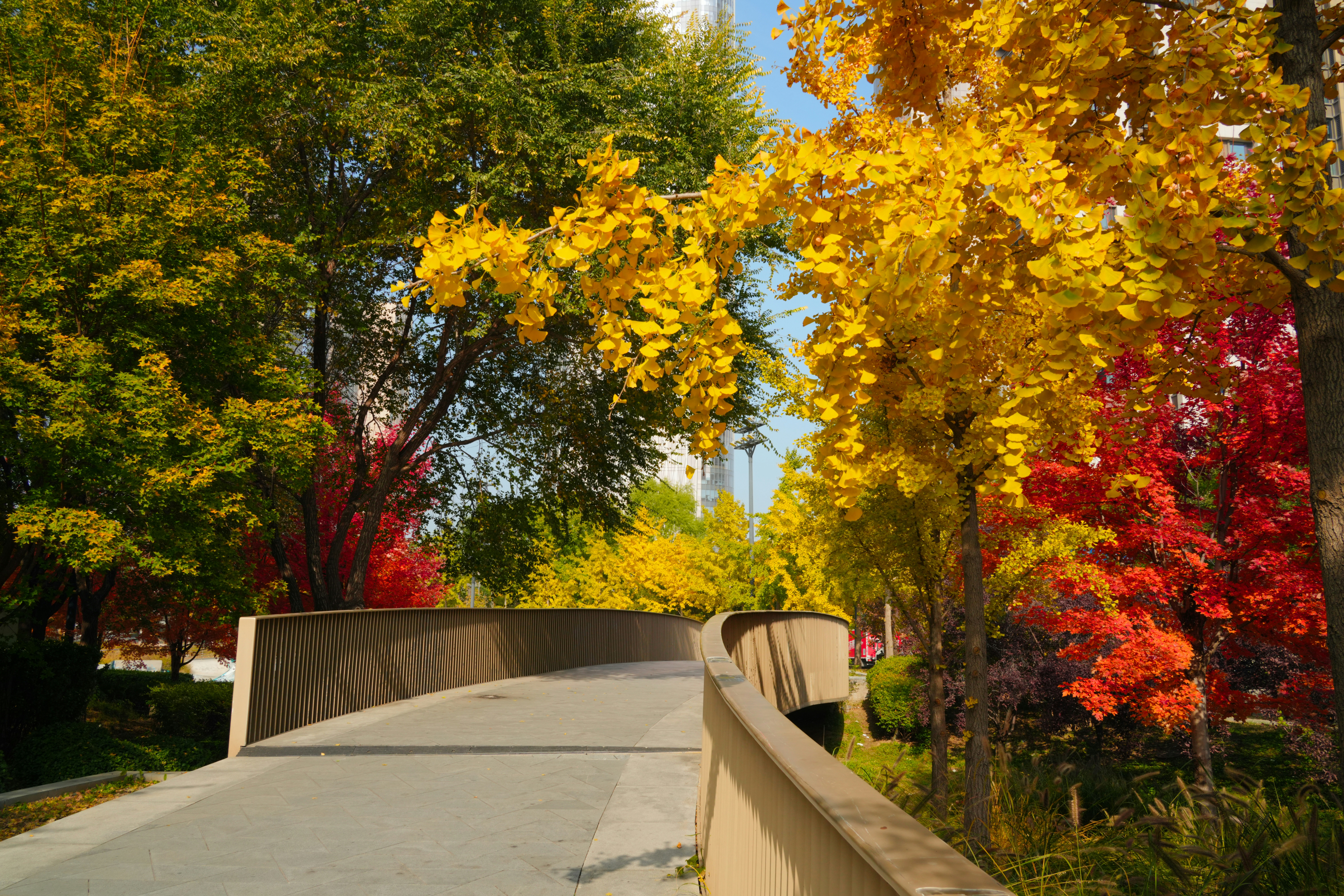 Quiet Crossing Under a Kaleidoscope of Fall Leaves