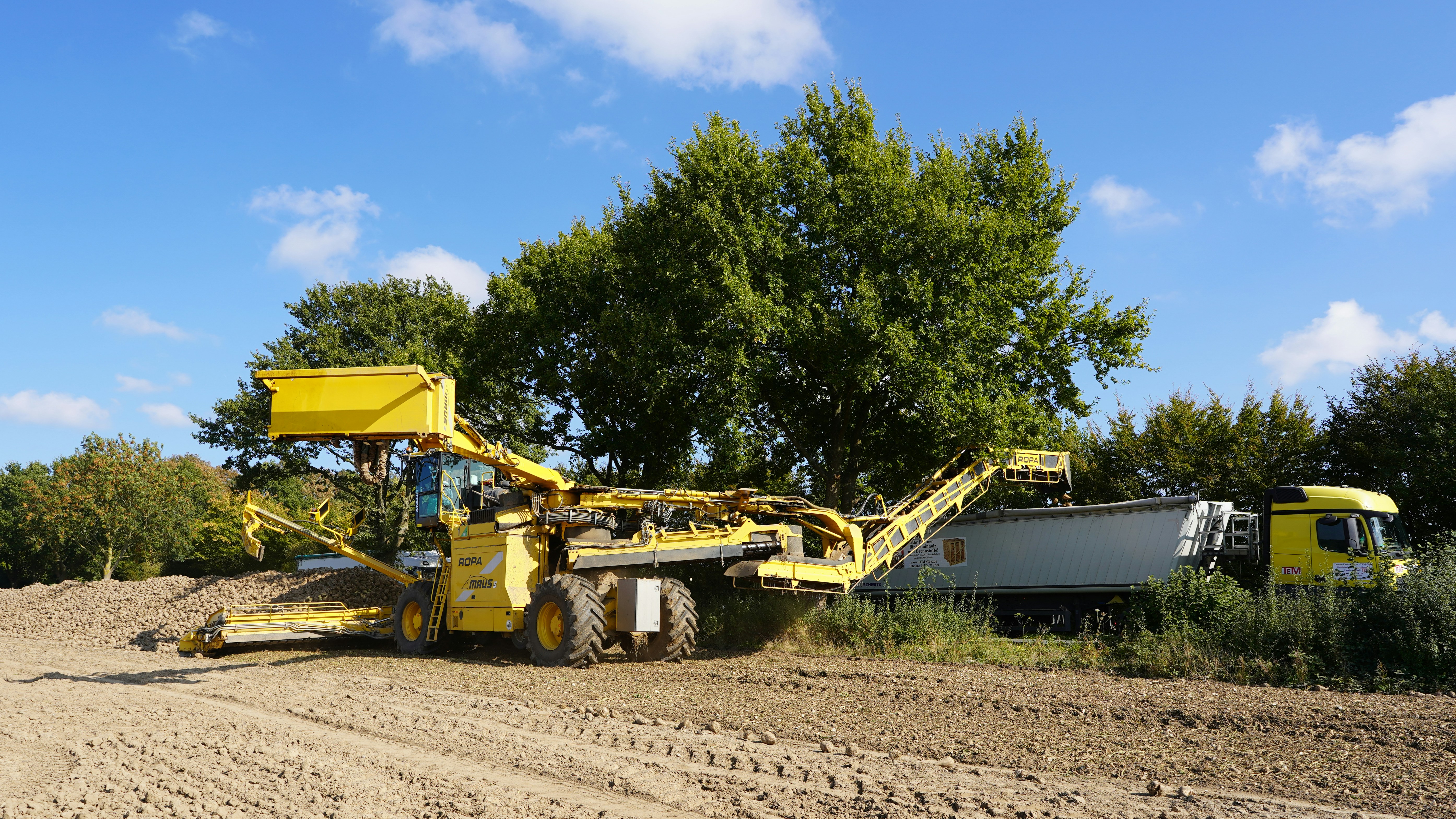 Yellow Colossus in the Quarry: Quiet Power Beneath a Clear Sky