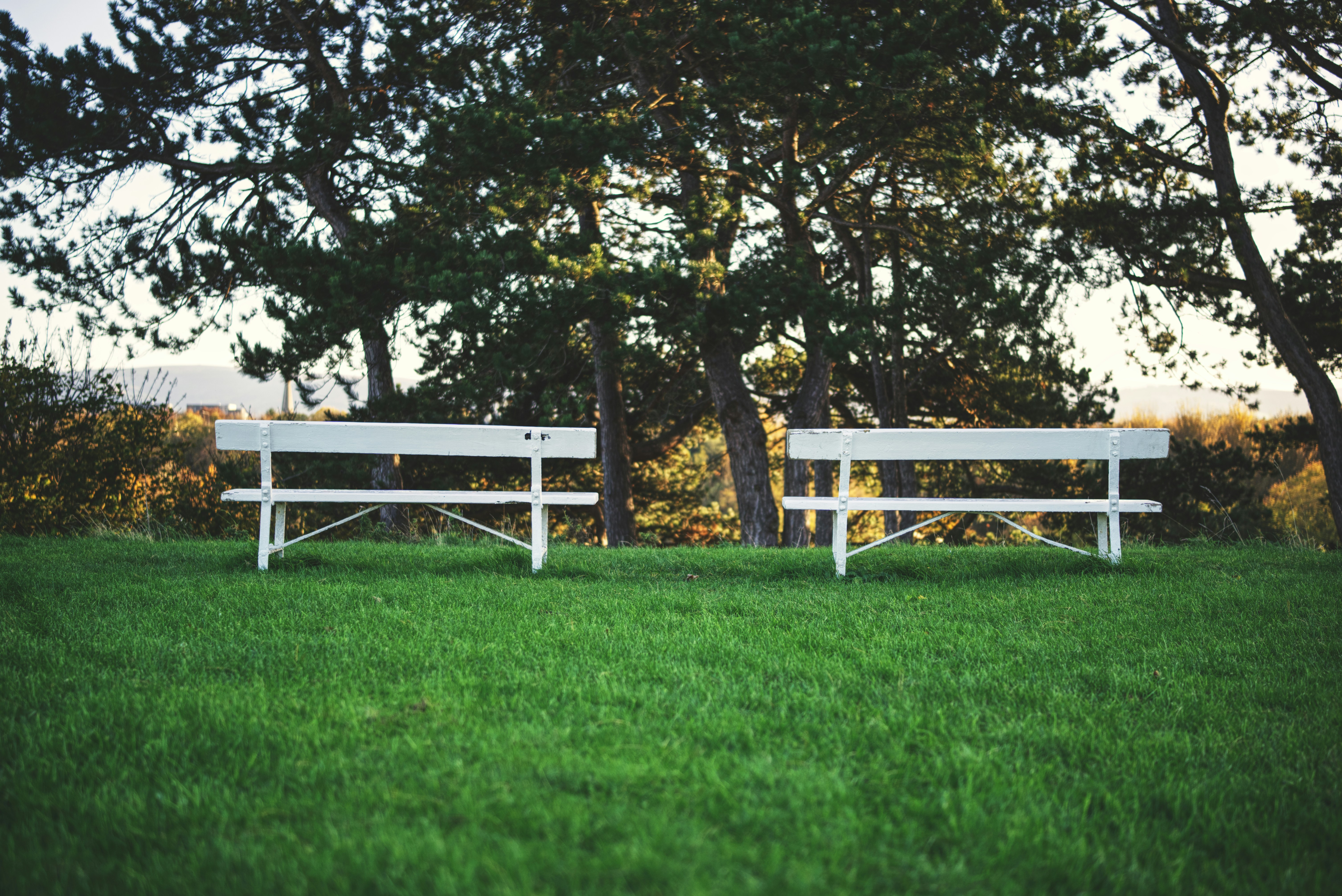 Two white benches facing each other on a lush green lawn, framed by tall trees and soft sunlight. A serene setting invites contemplation.