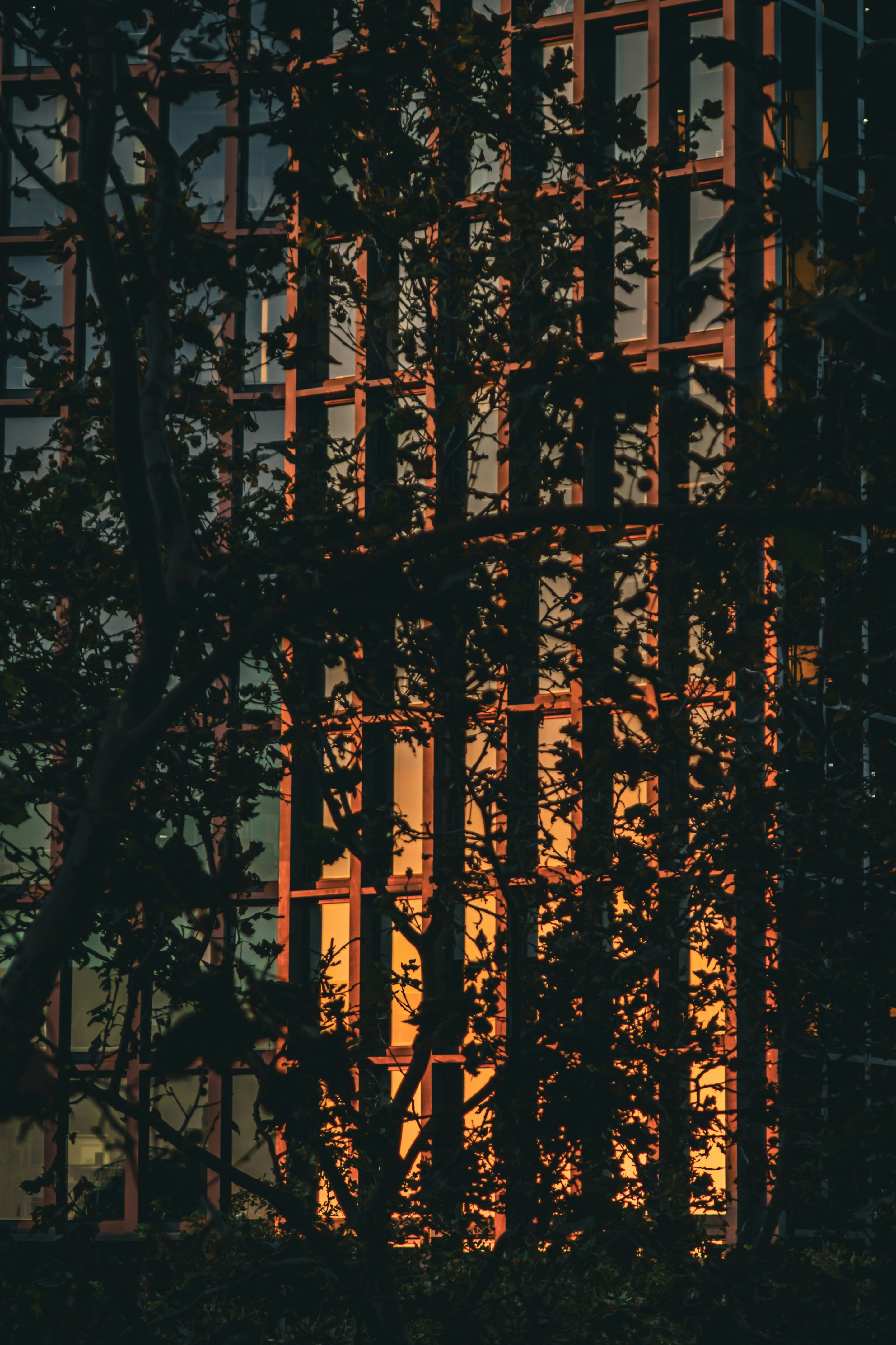 Silhouette of trees against a building at sunset