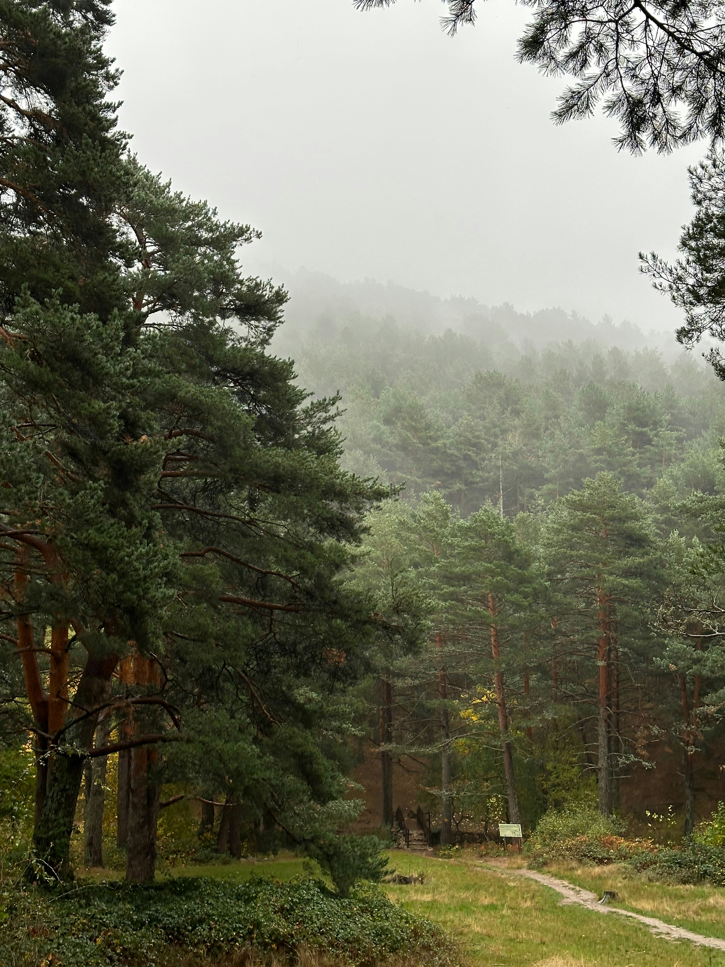 Misty Green Corridor: A Quiet Path Through Pine Forest