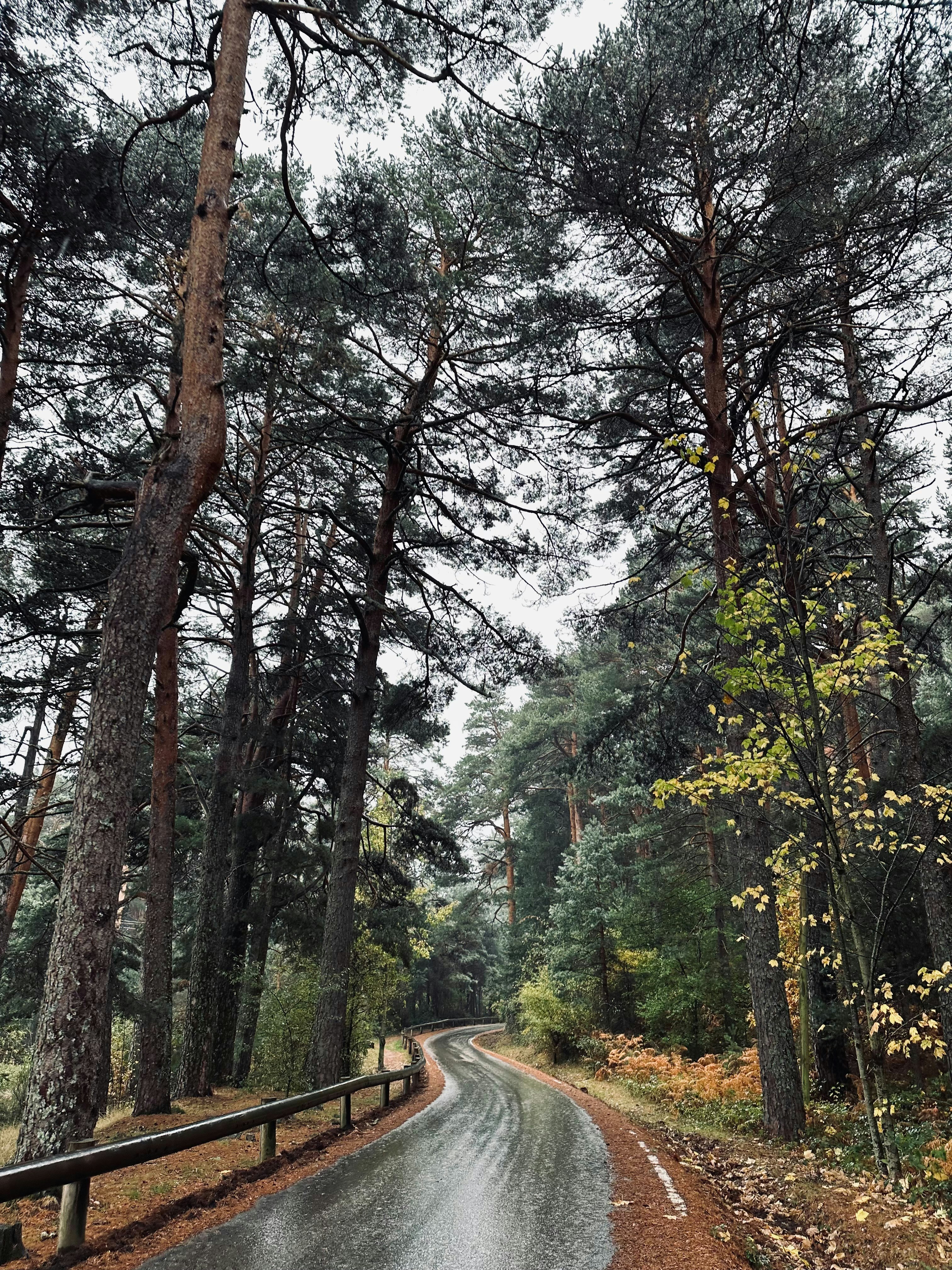 Whispers of the Winding Path