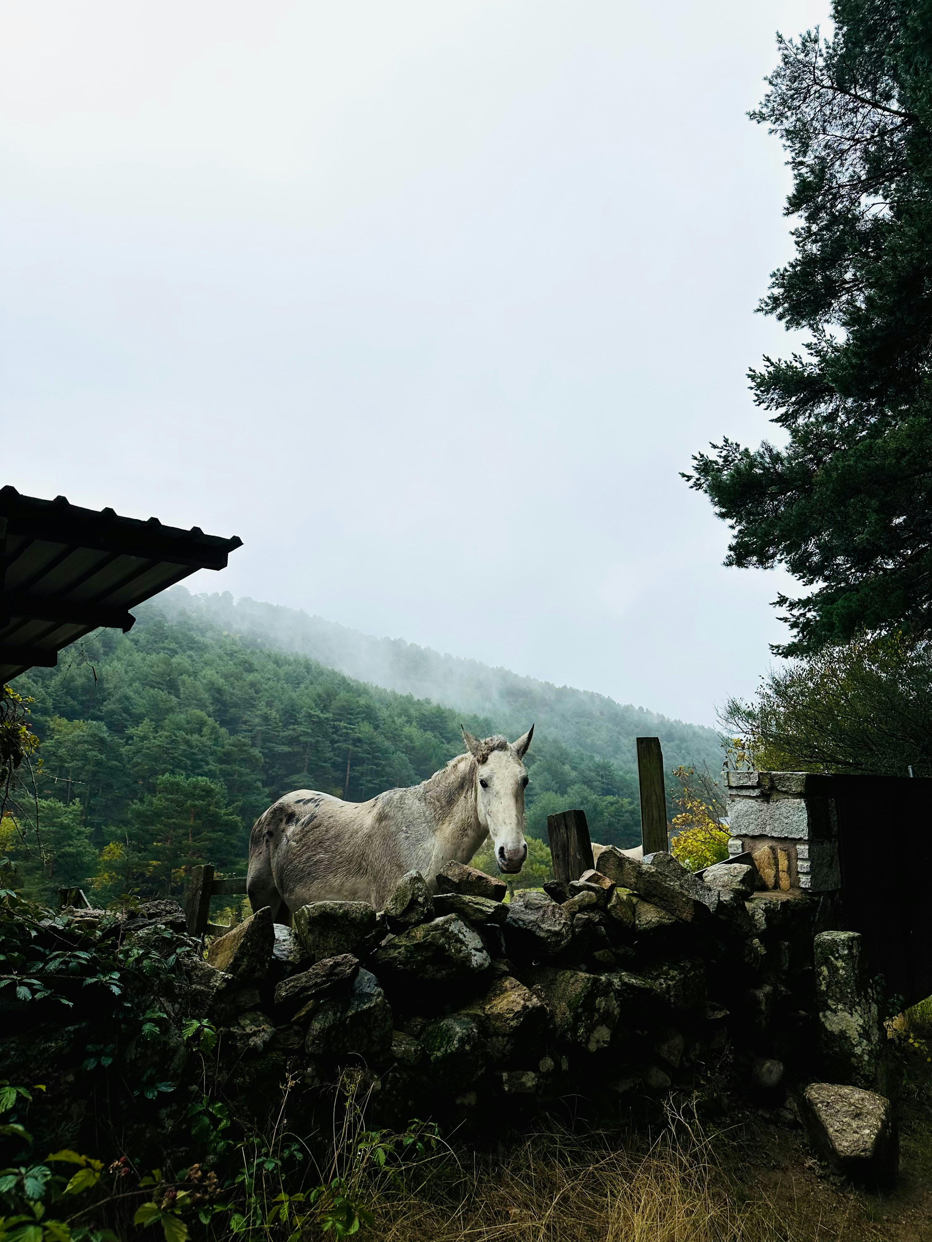 Whispers of the Misty Meadow