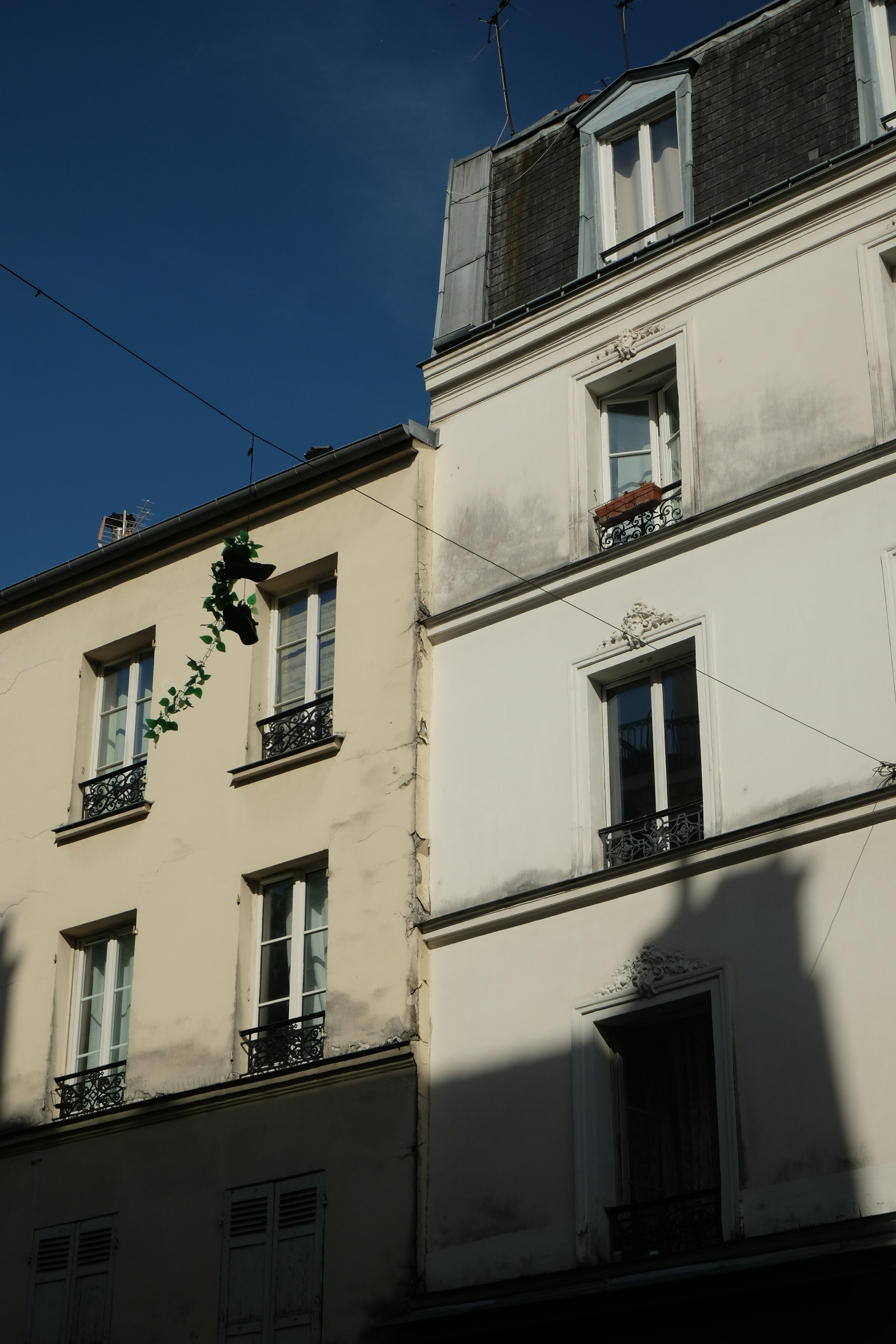 Ivy on a Sunlit Facade: Light, Shadow and Quiet Architecture