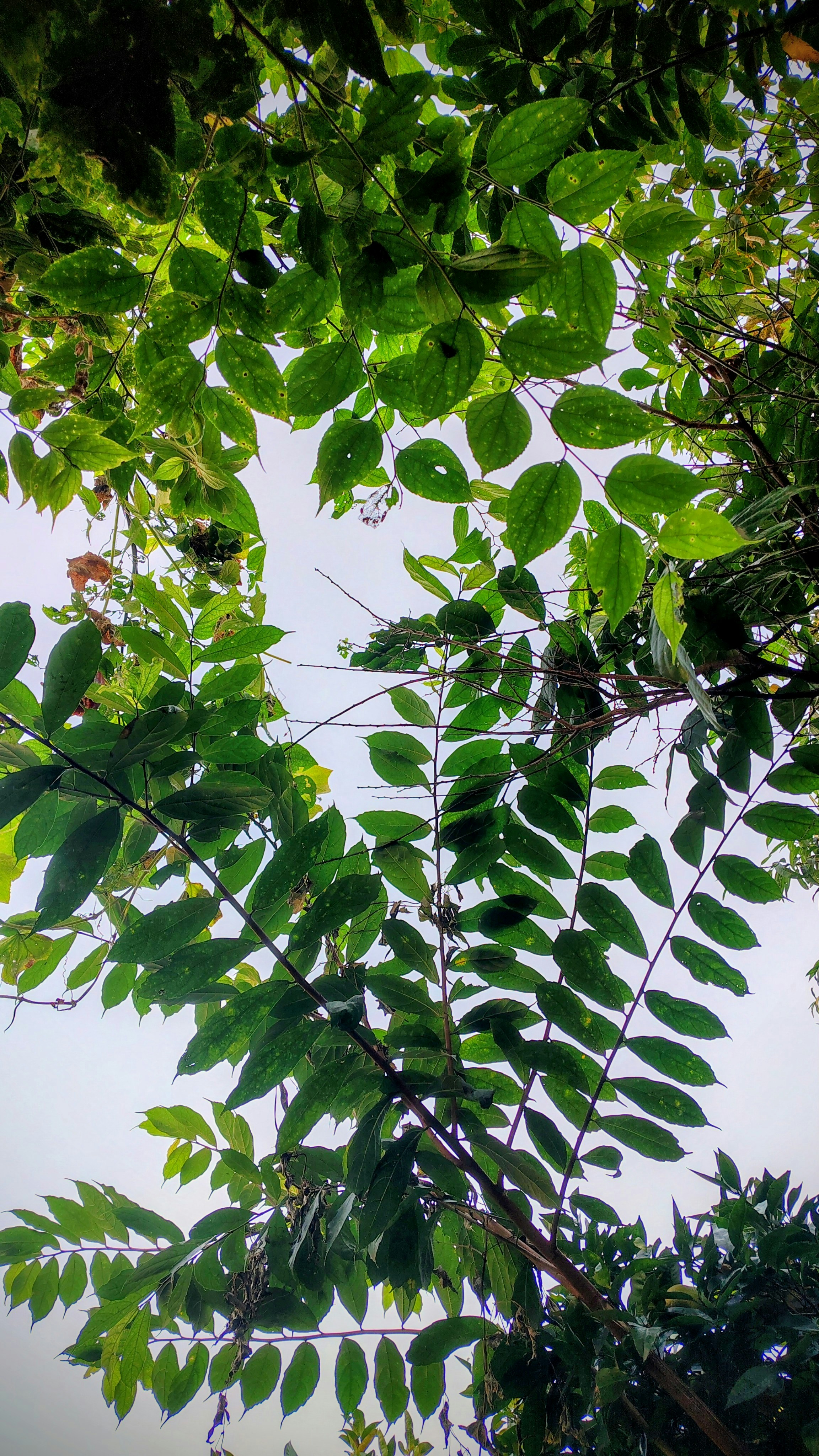 Lush green leaves intertwine against a bright sky, creating a natural canopy overhead.