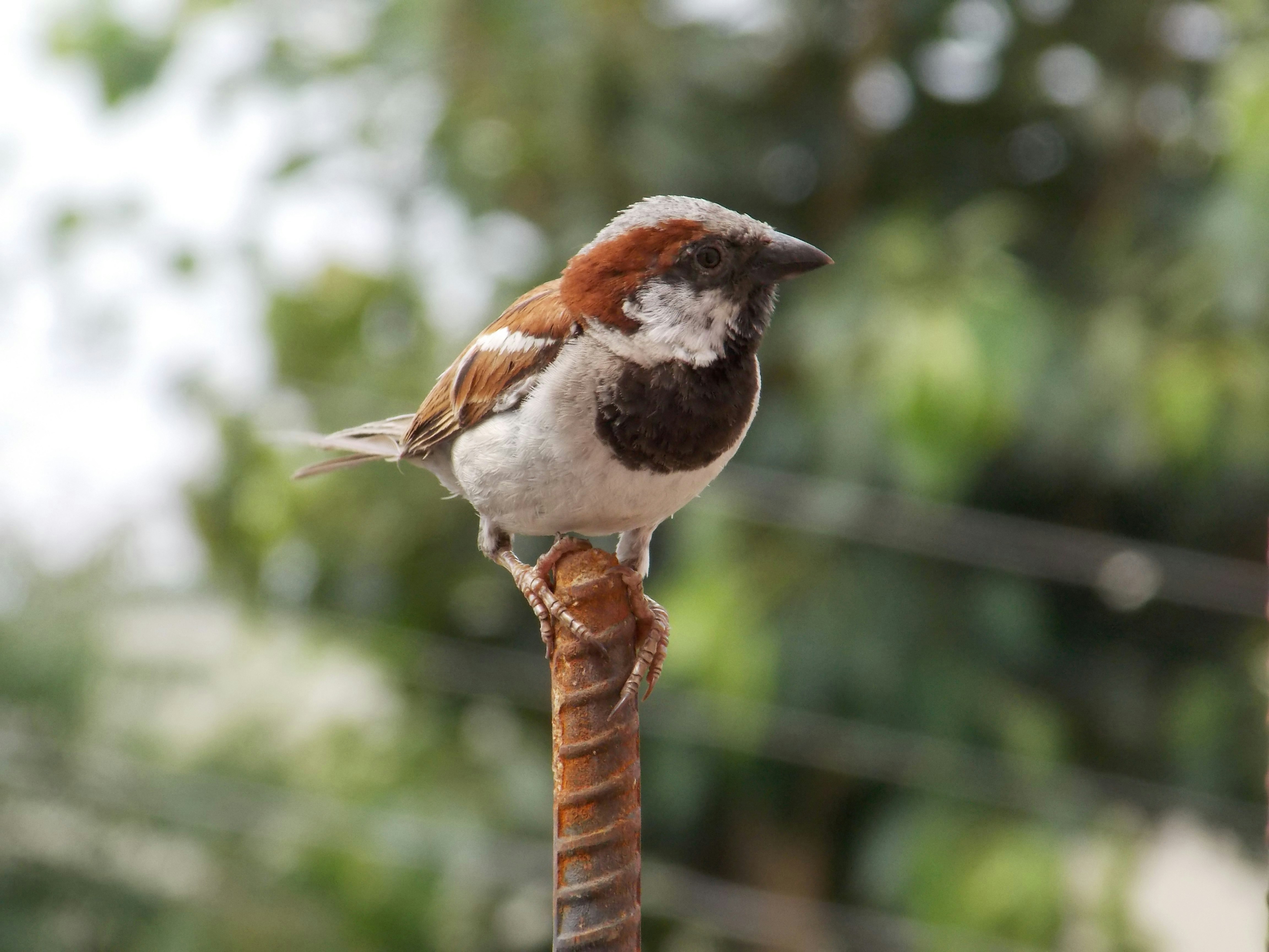 Sparrow perched on a twisted metal rod, surrounded by a blurred green backdrop of foliage. 