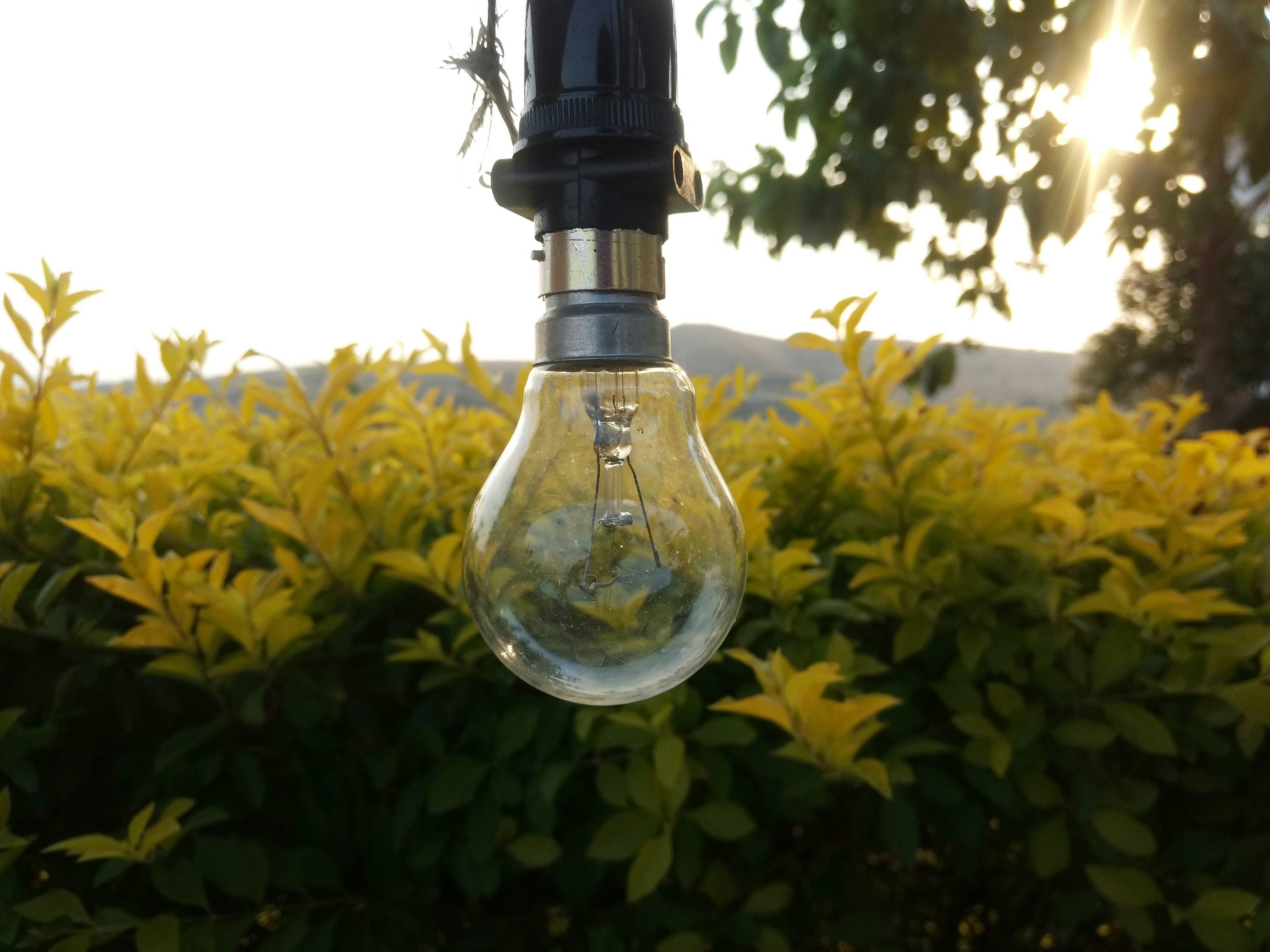 Hanging light bulb against golden sunset | A clear lightbulb hangs in front of lush green foliage.