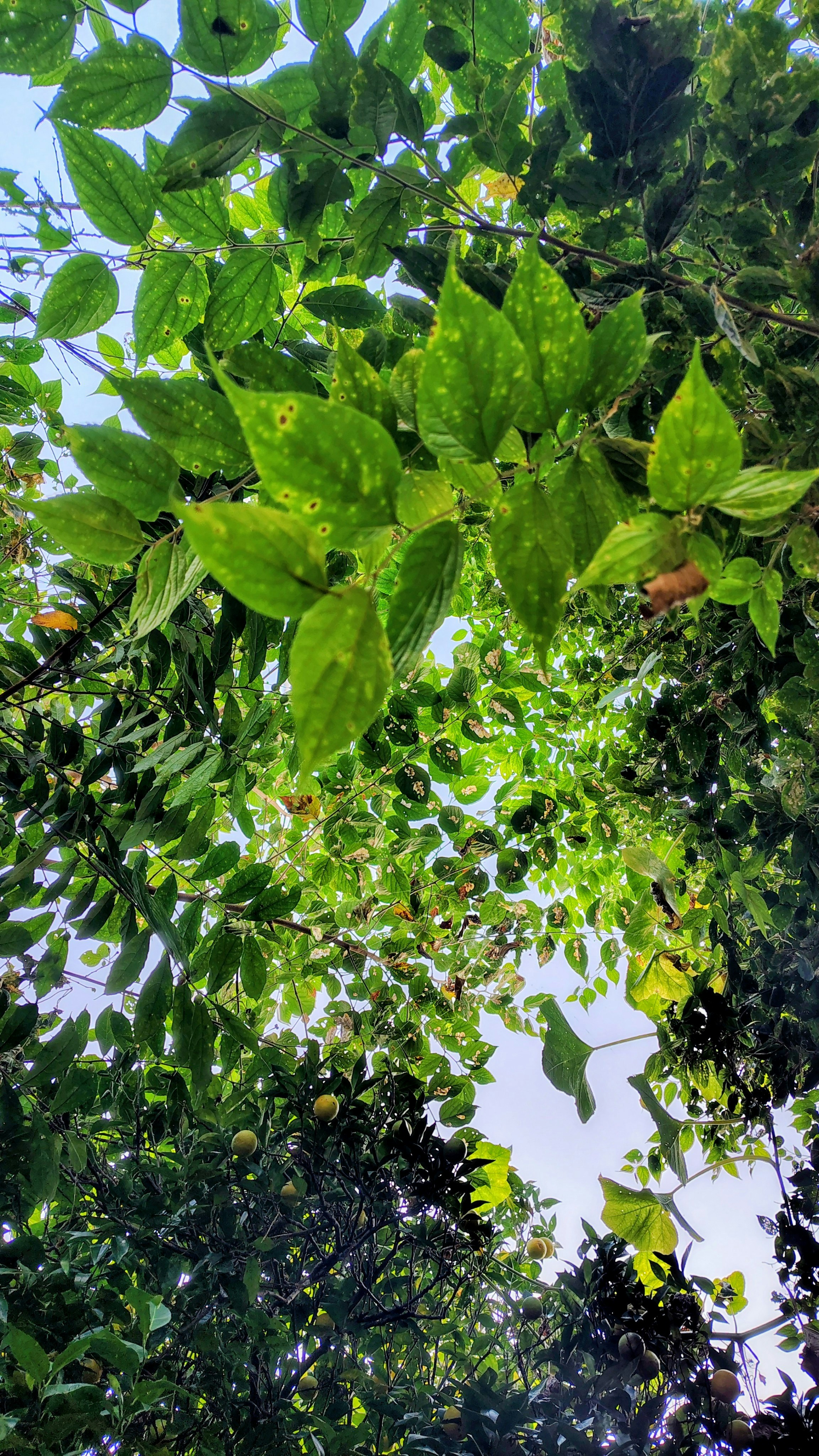 Lush green leaves create a vibrant canopy, filtering sunlight and revealing glimpses of the sky above. The scene captures the essence of a thriving ecosystem.