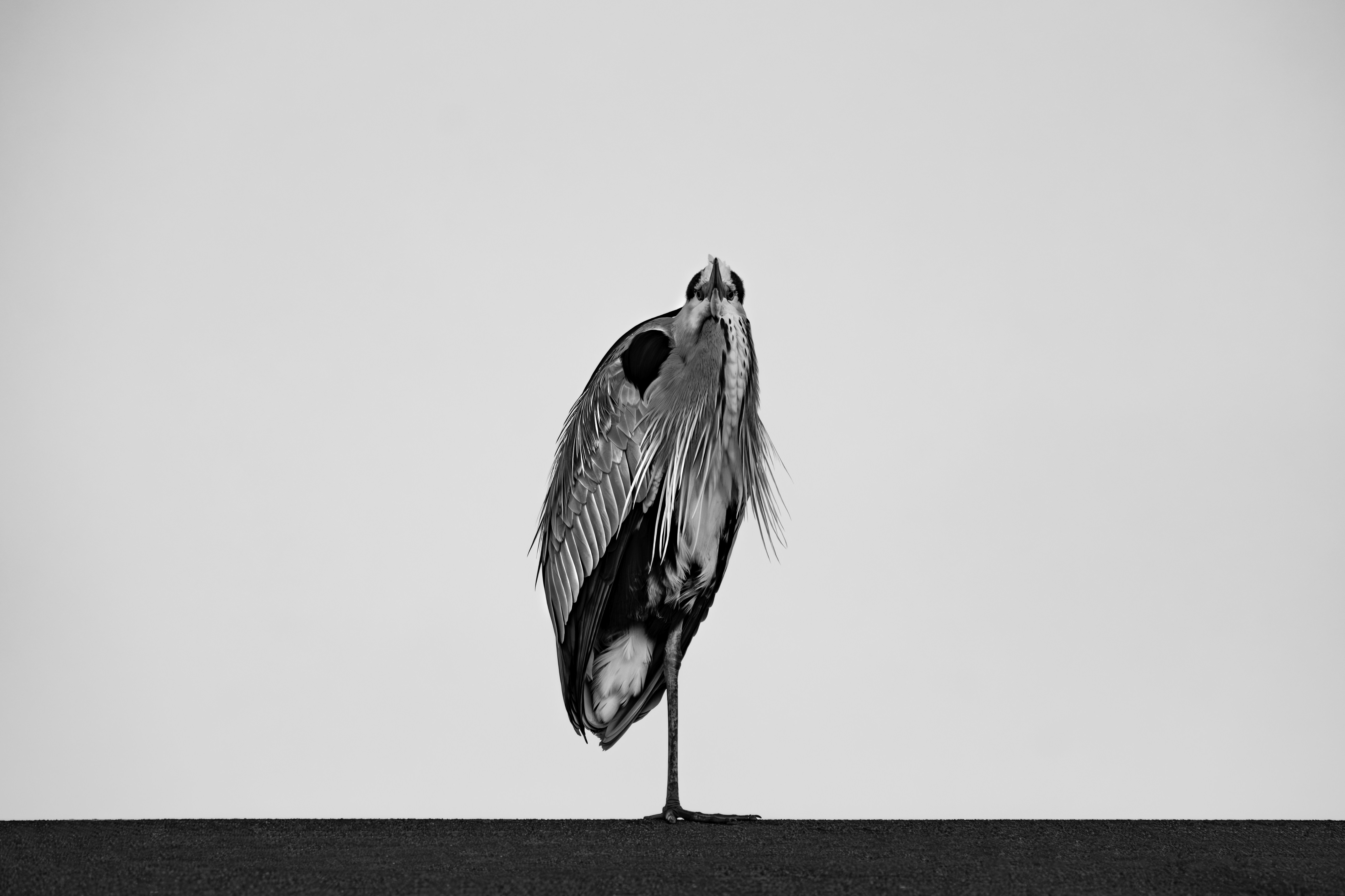 One-Legged Sentinel on a Minimalist Stage