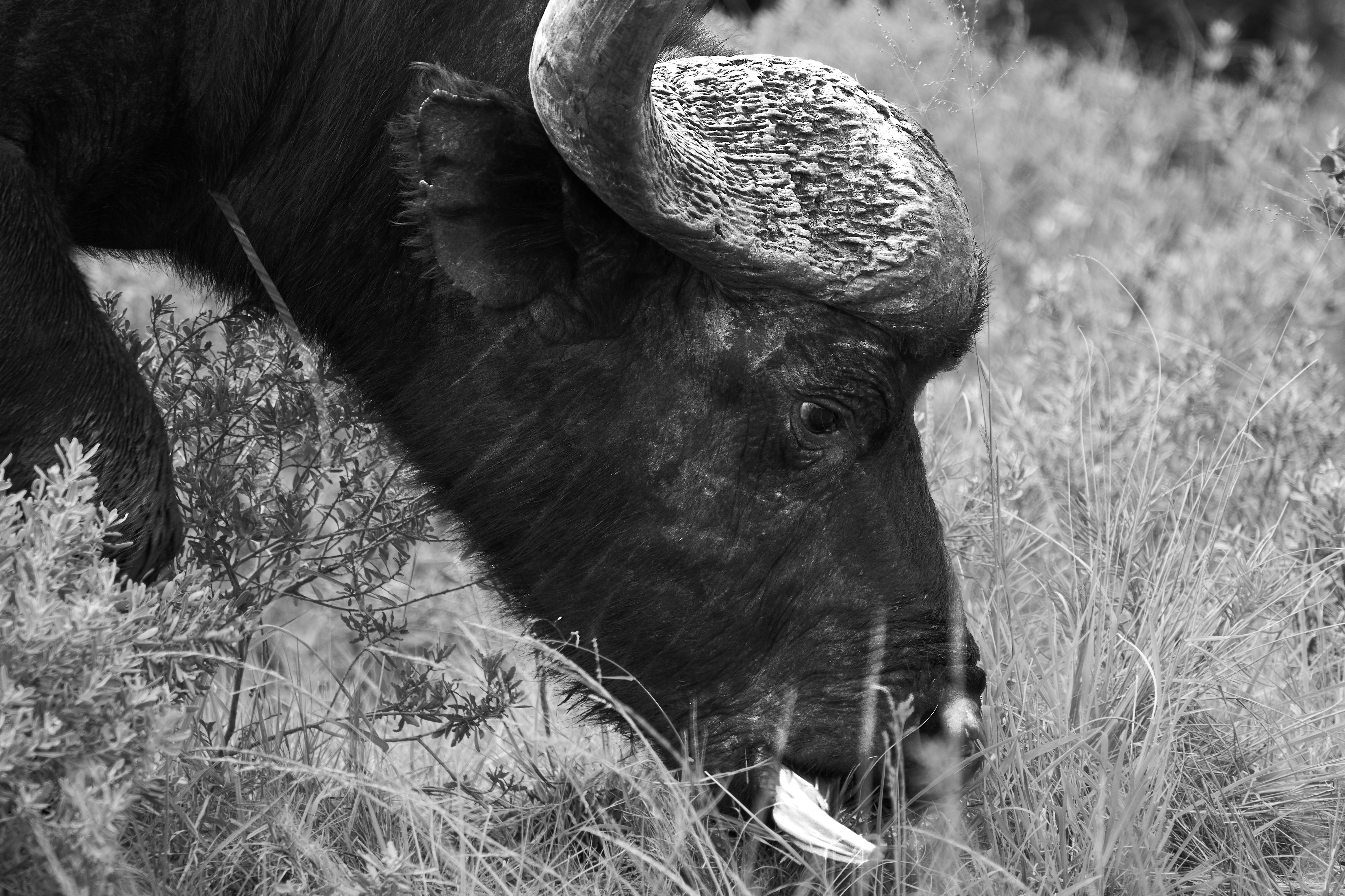 Horned Sentinel Among the Grasses