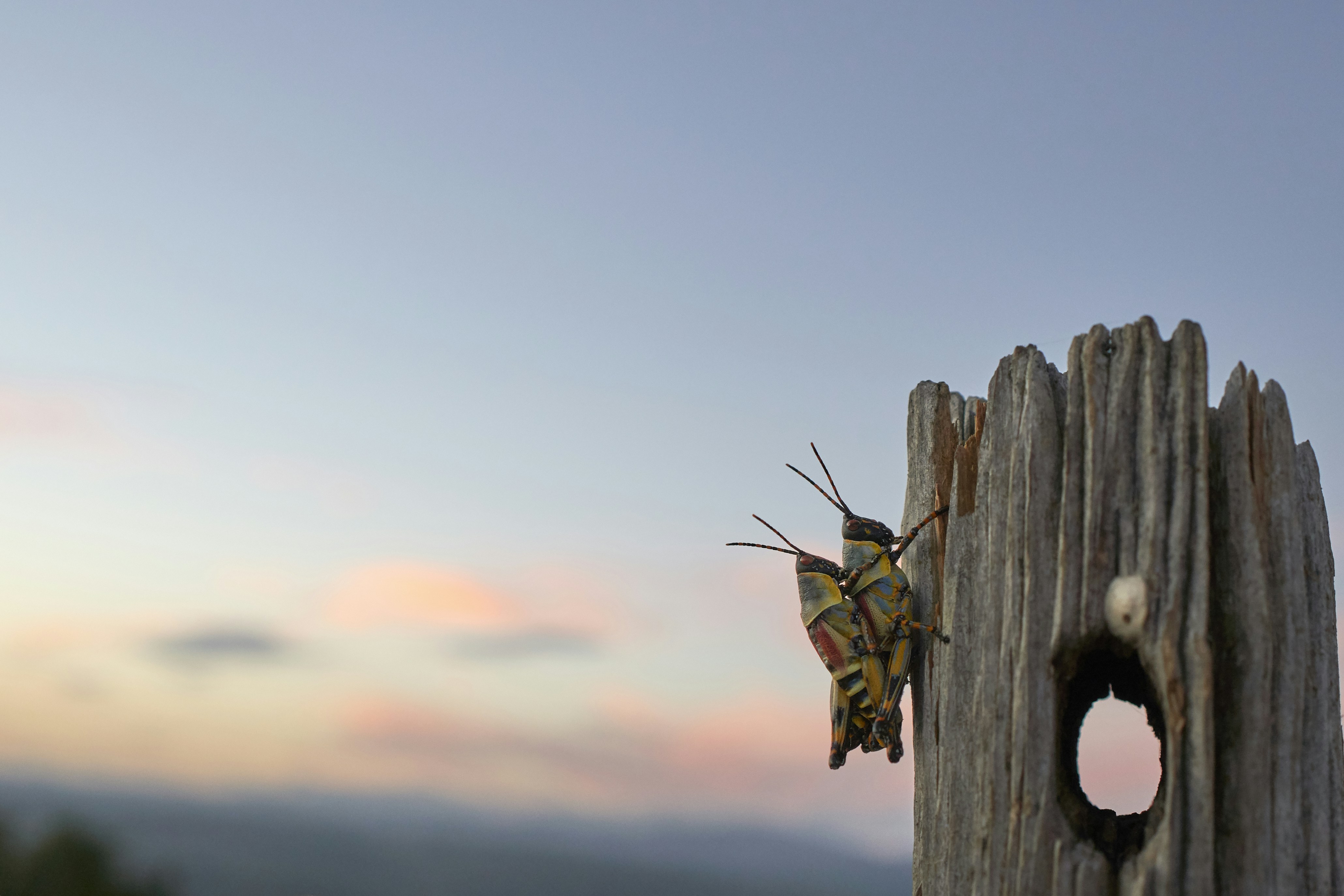 Dusk Cicada Clings to a Weathered Post as the Horizon Softens