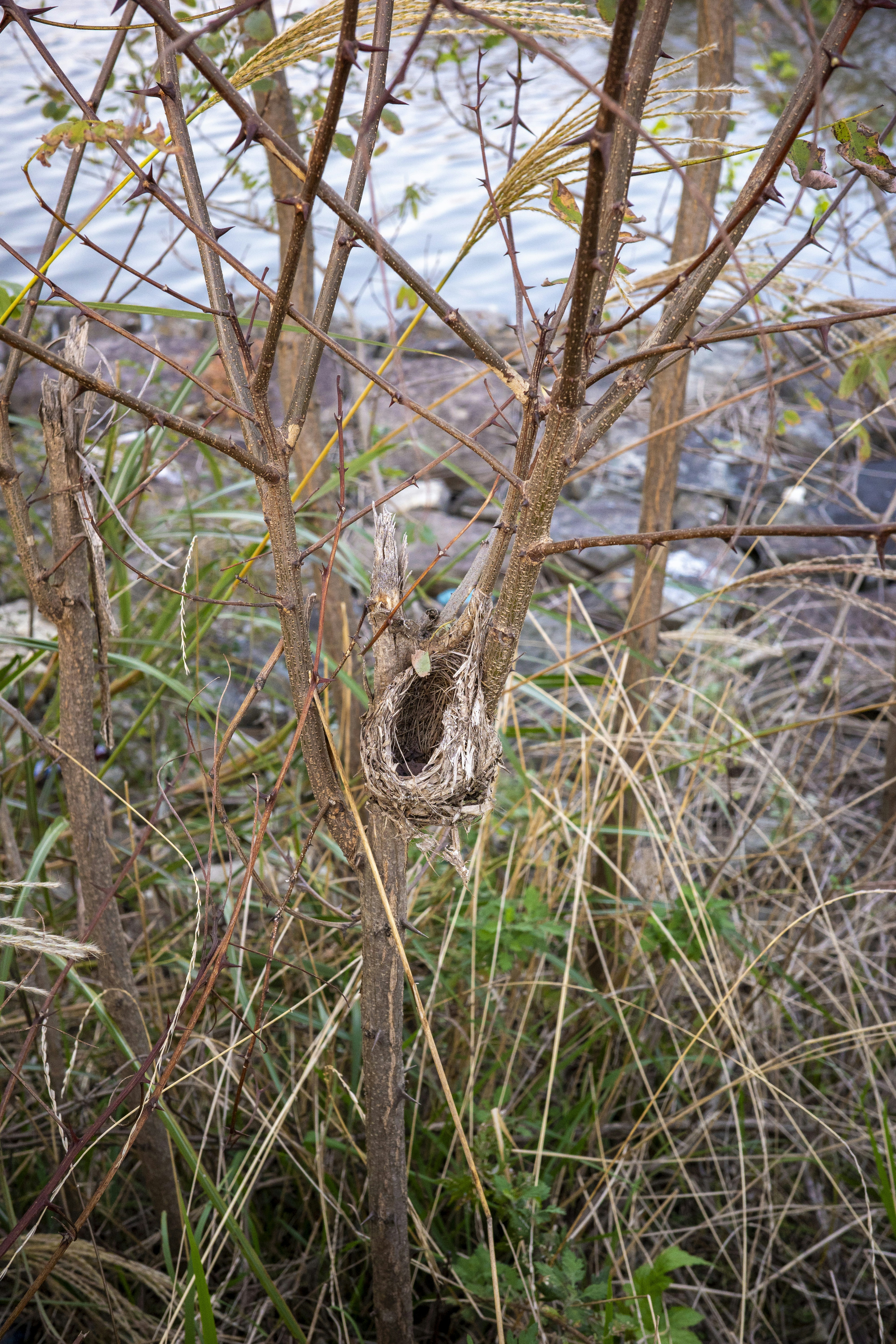 A Tiny Nest Anchored Amid Winter Branches by a Quiet Shore