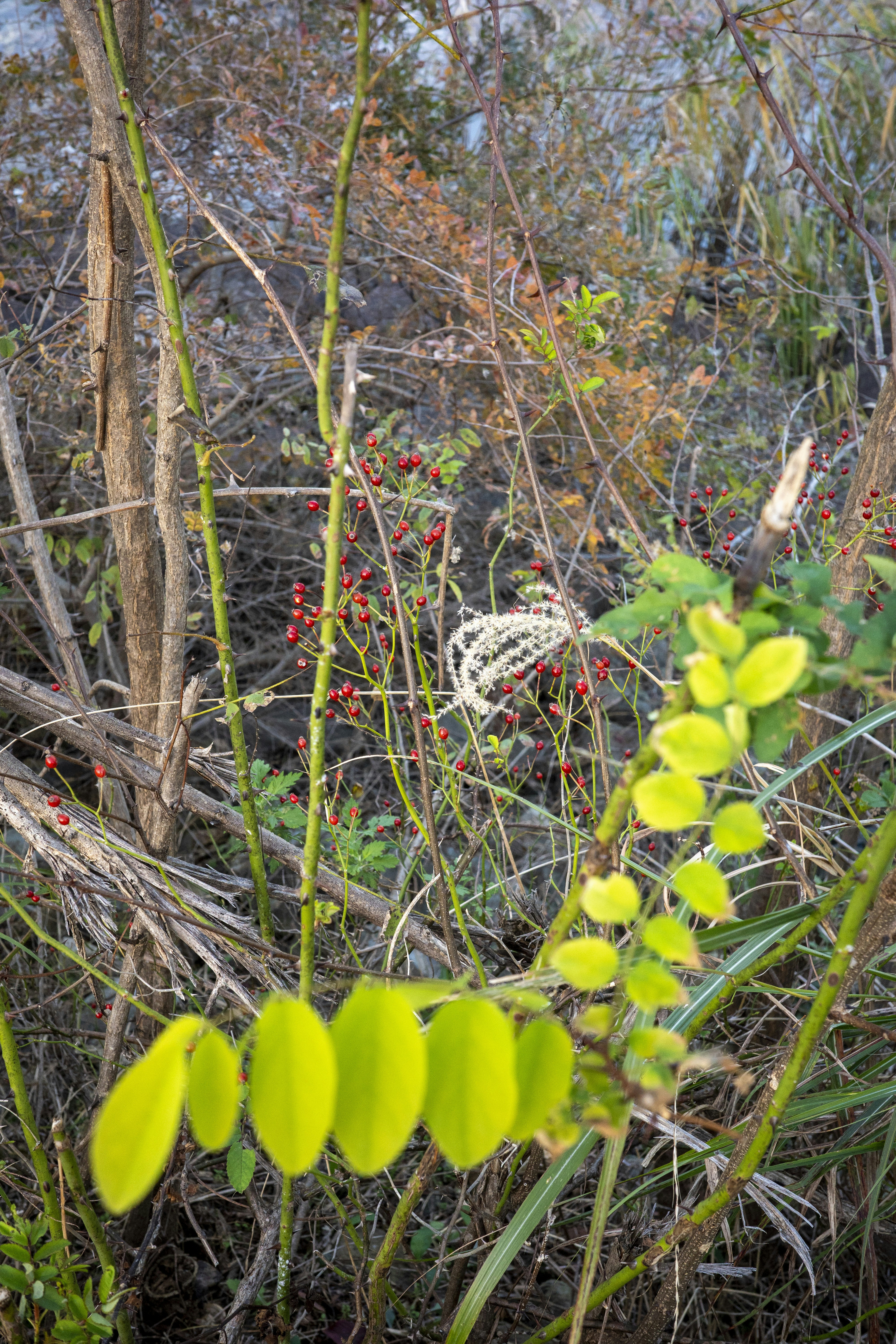 Crimson Beads and White Whispers in a Sunlit Thicket