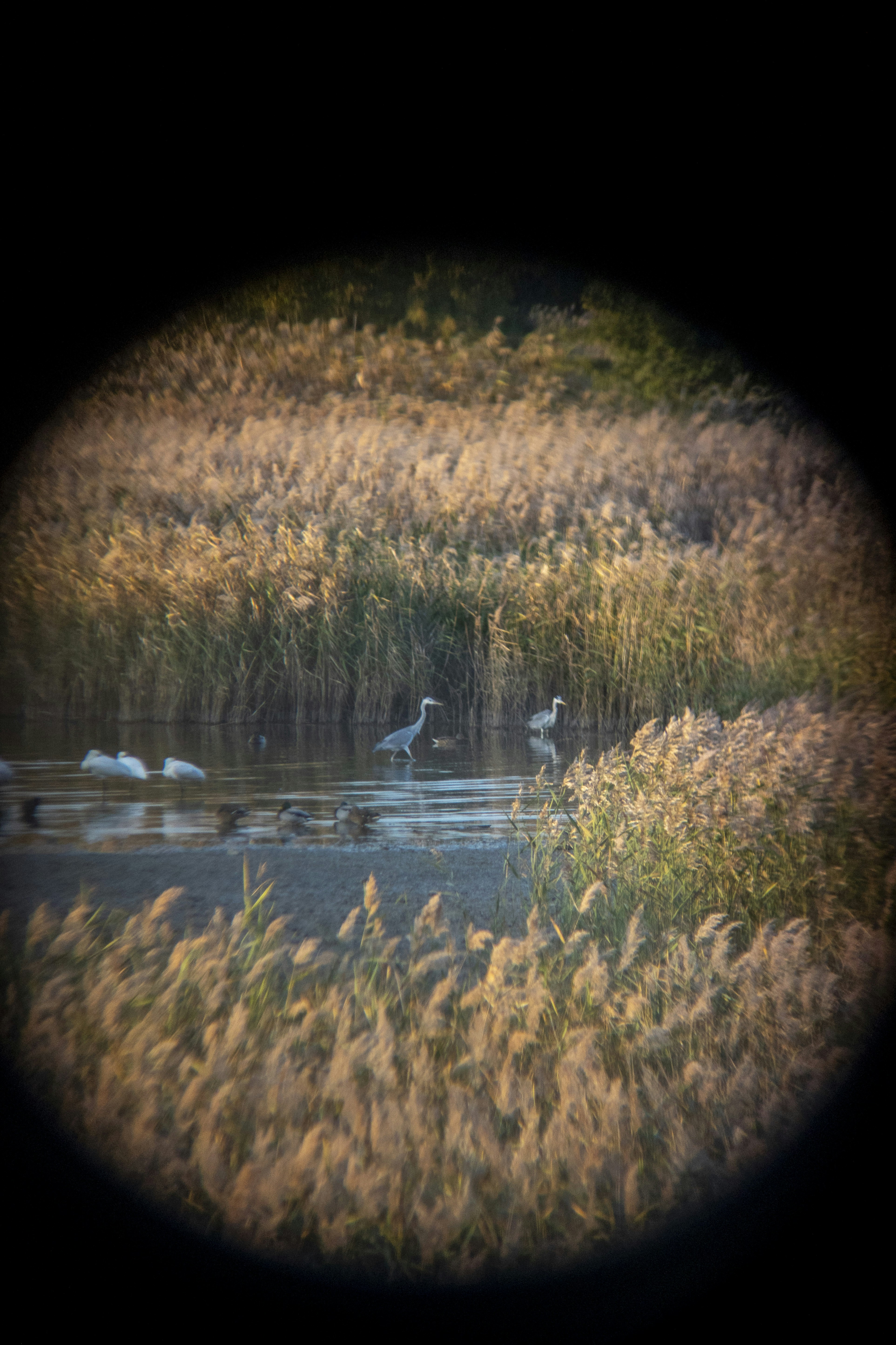 Gold-Tipped Reed Marsh: Two Herons in Quiet Morning Light
